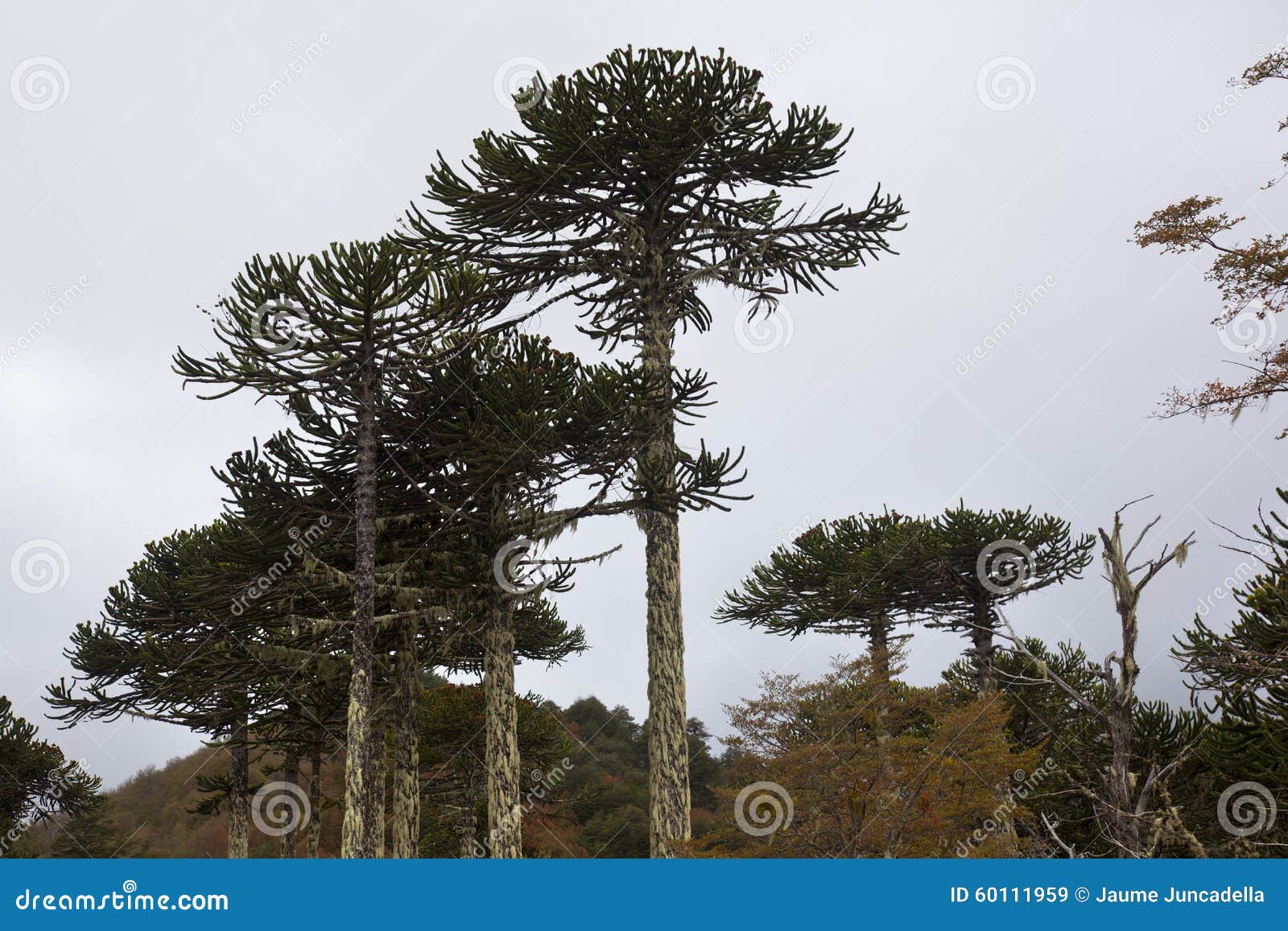 Araucarias stock image. Image of mist, forestland, outdoors - 60111959