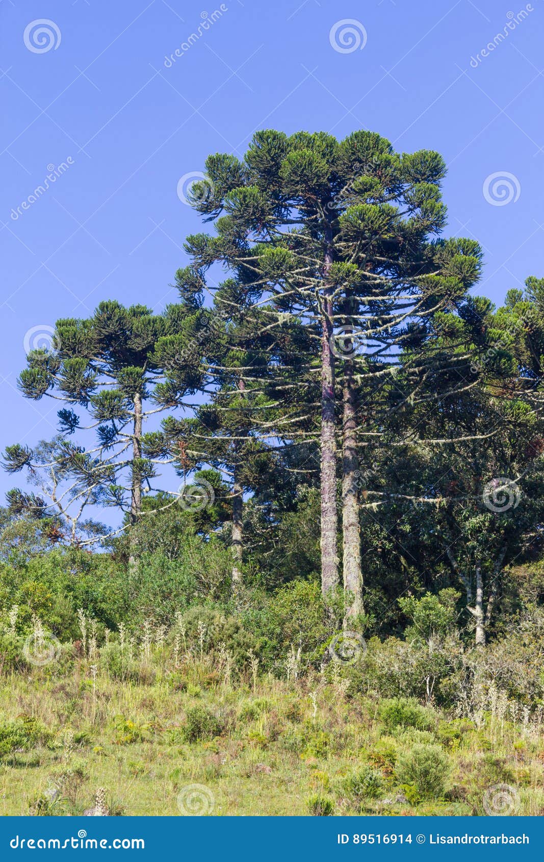 Araukarie Angustifolia Wald Stockfoto - Bild von landschaft, brasilien ...