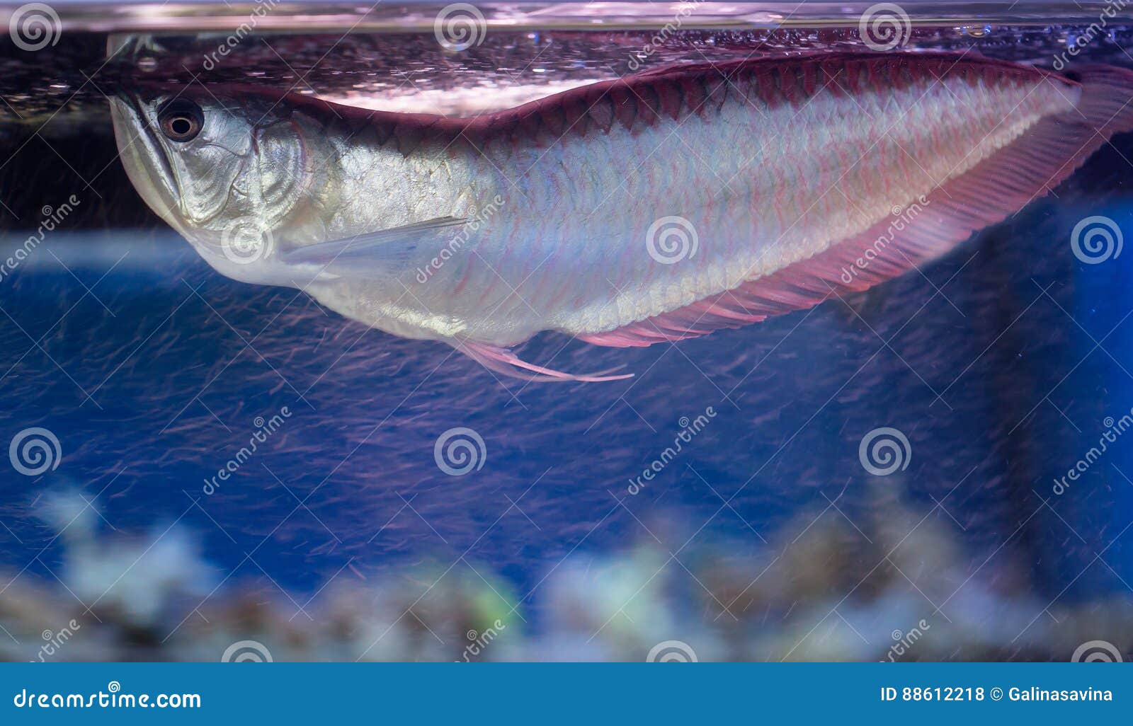 Aravana Fish Stock Photos - Free & Royalty-Free Stock Photos from ...
