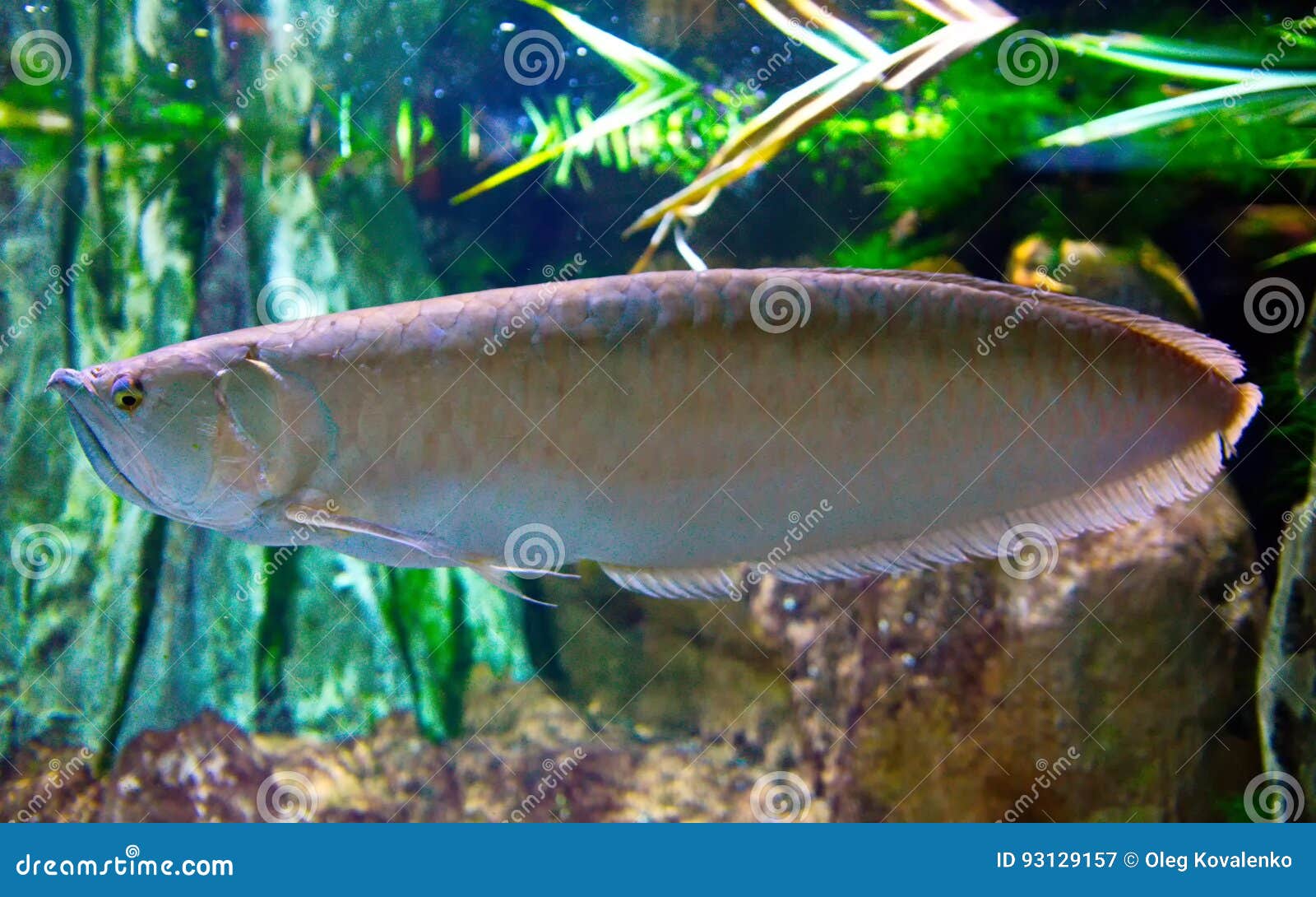 Arawana closeup aquarium stock image. Image of exotic - 93129157