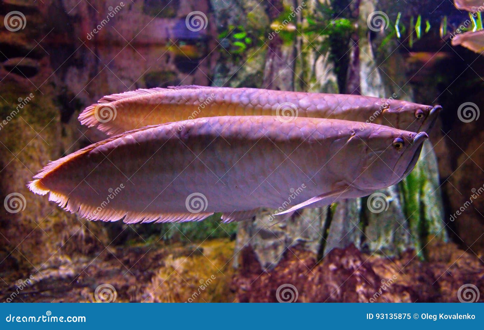 58 Arawana Photos - Free & Royalty-Free Stock Photos from Dreamstime