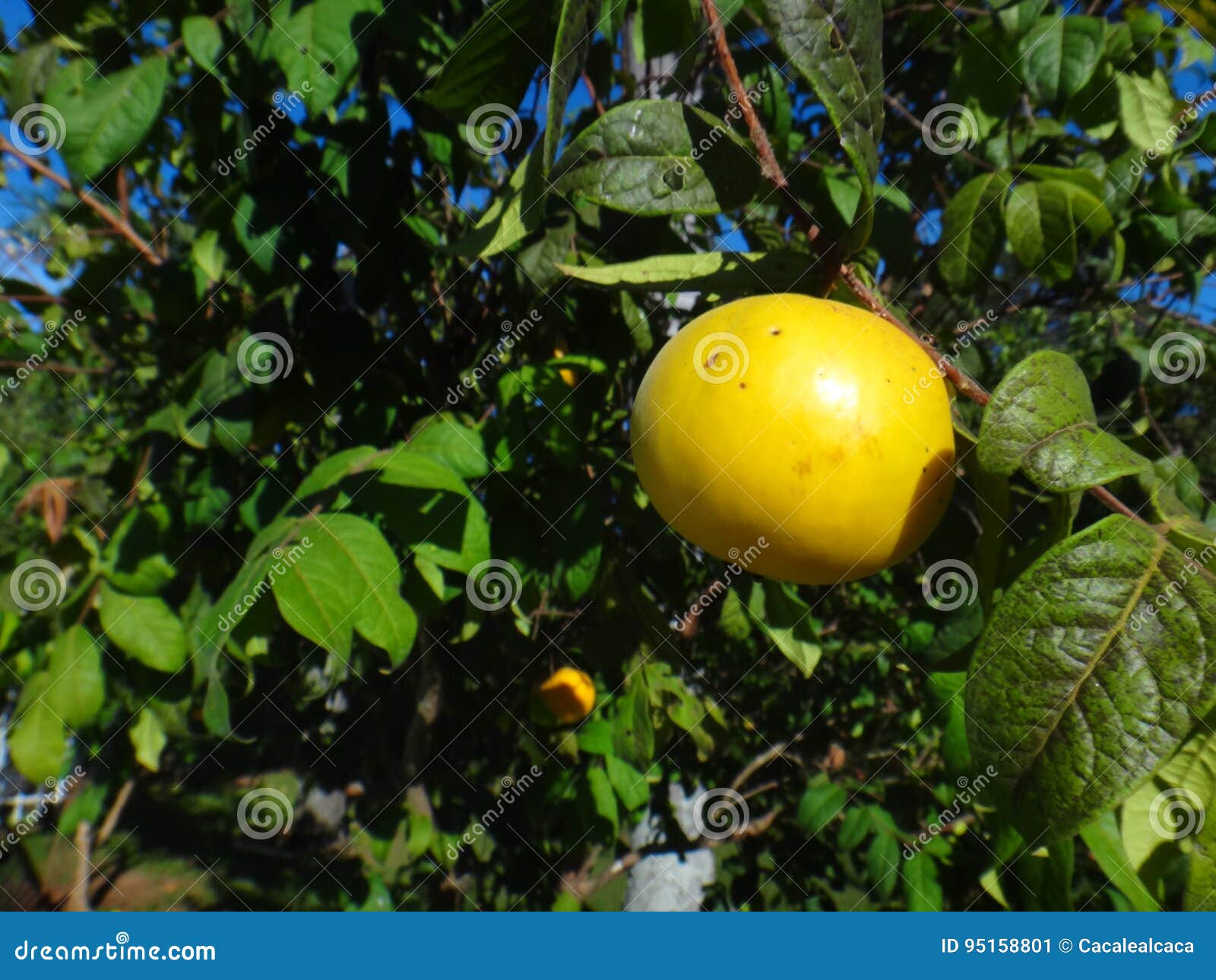 Araza - fruta imagen de archivo. Imagen de sabido, comestible - 95158801