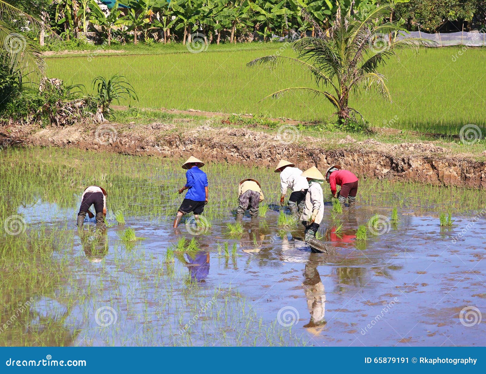 Arbeiten Auf Den Reisgebieten Redaktionelles Foto - Bild von landwirte ...