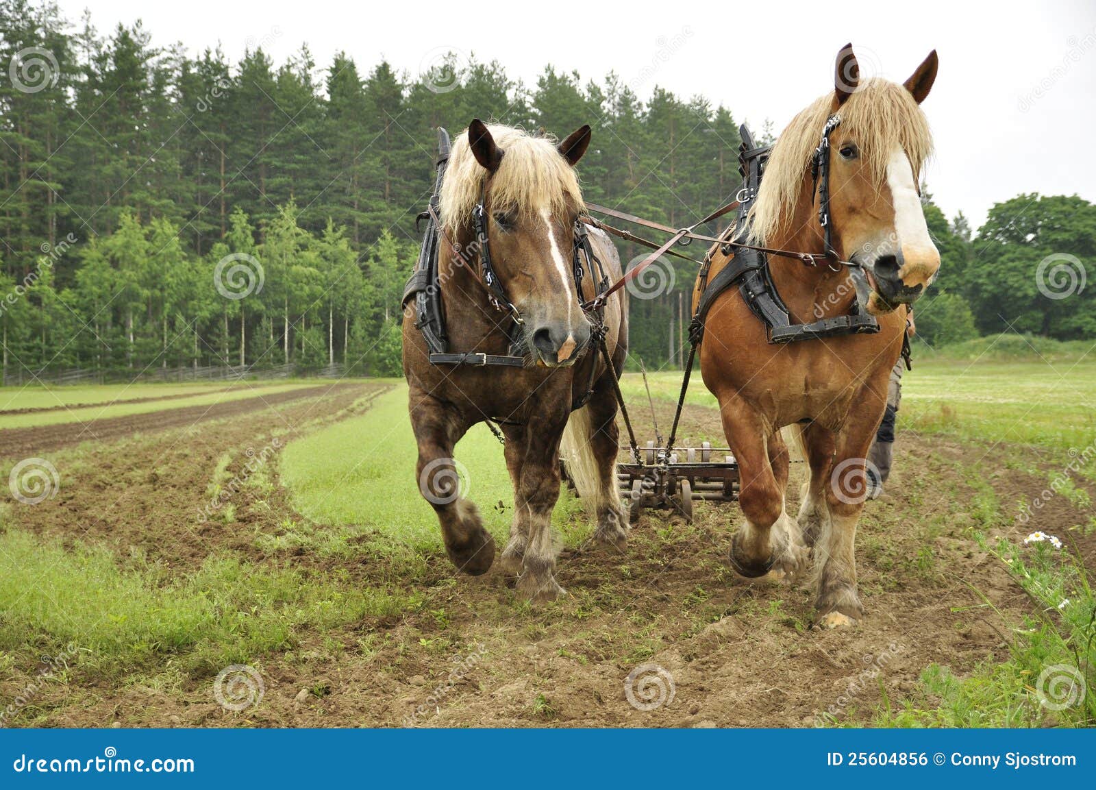 Arbeitspferd stockfoto. Bild von braun, landwirtschaft - 25604856