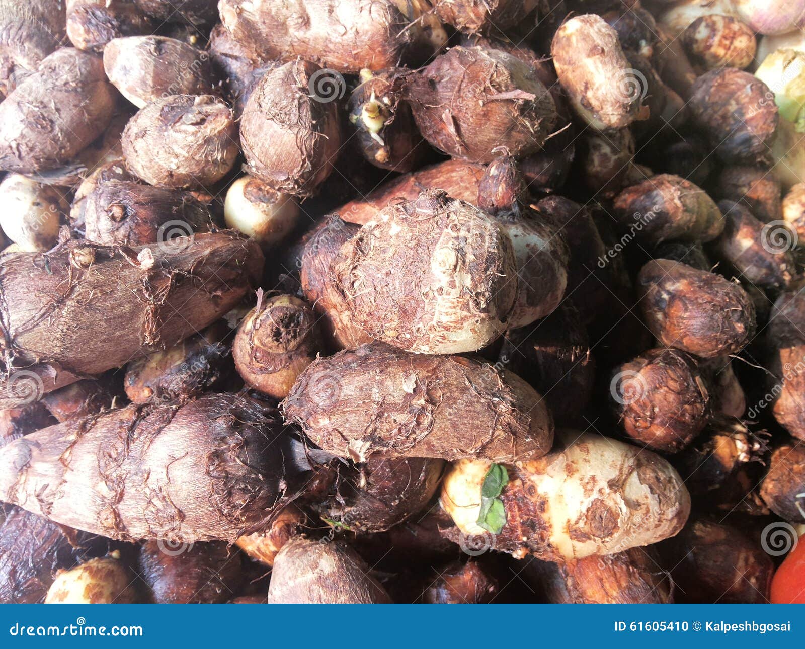 Arbi Or Arvi In Hindi, Taro Royalty-Free Stock Image | CartoonDealer ...