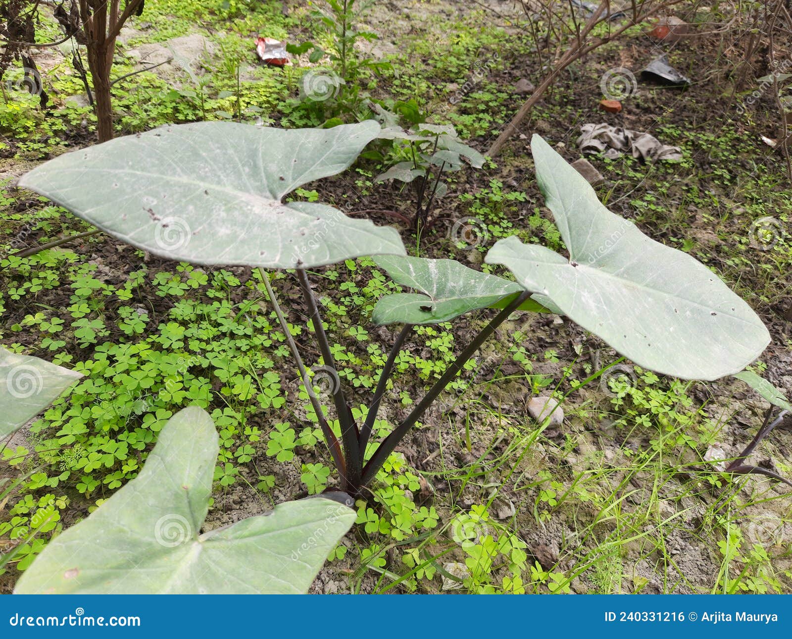 Arbi Leaf Stock Photos - Free & Royalty-Free Stock Photos from Dreamstime