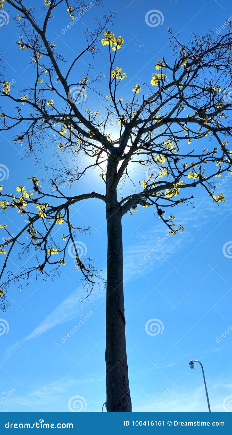 Arbol stock image. Image of estacional, verde, azul - 100416161