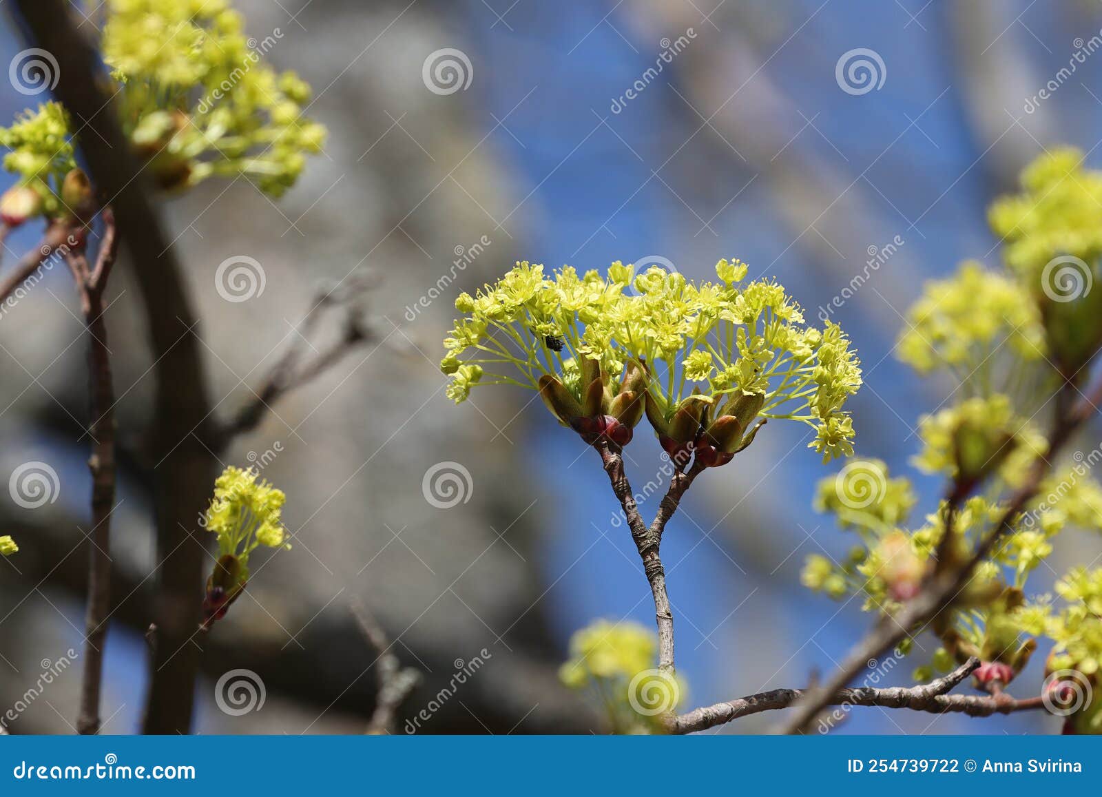 Arbol de arce floreciente foto de archivo. Imagen de flora - 254739722