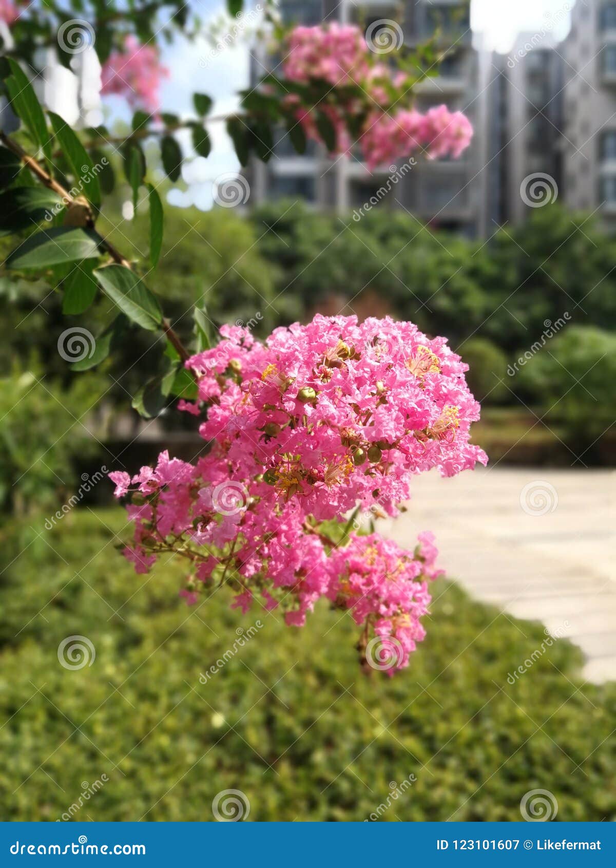 Arbol de Jupiter imagen de archivo. Imagen de rojo, flor - 123101607