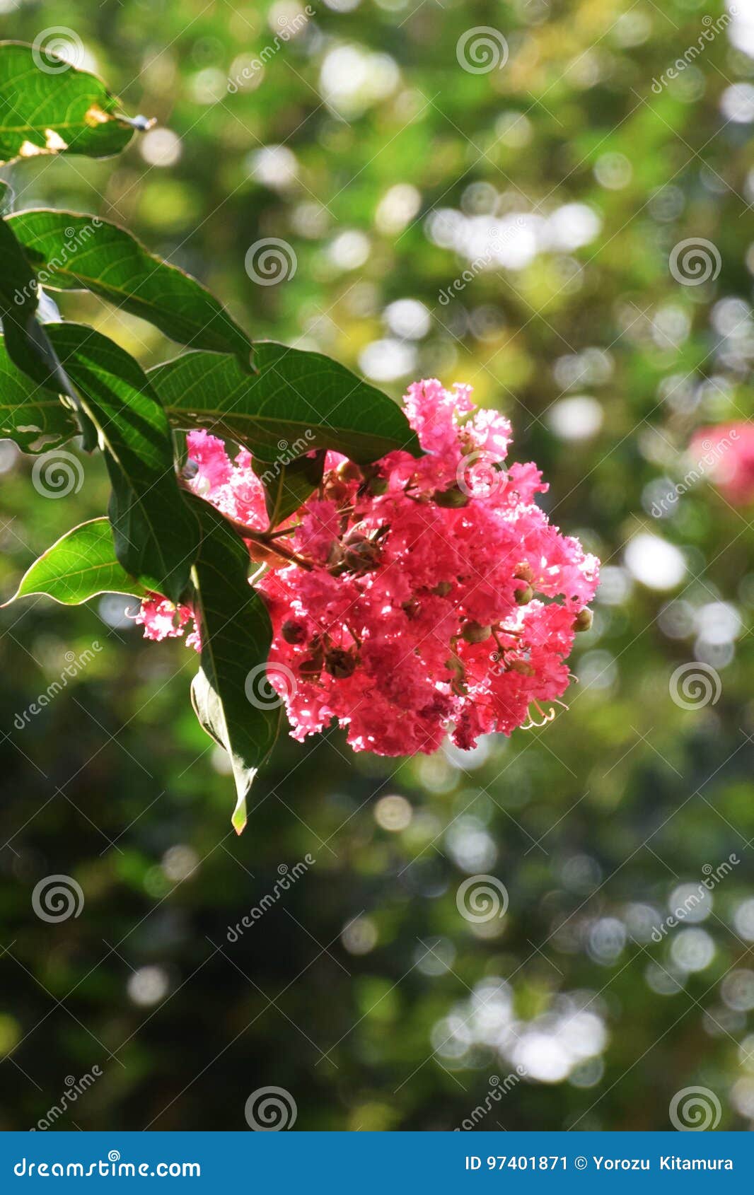 Arbol de Jupiter imagen de archivo. Imagen de flor, pétalos - 97401871