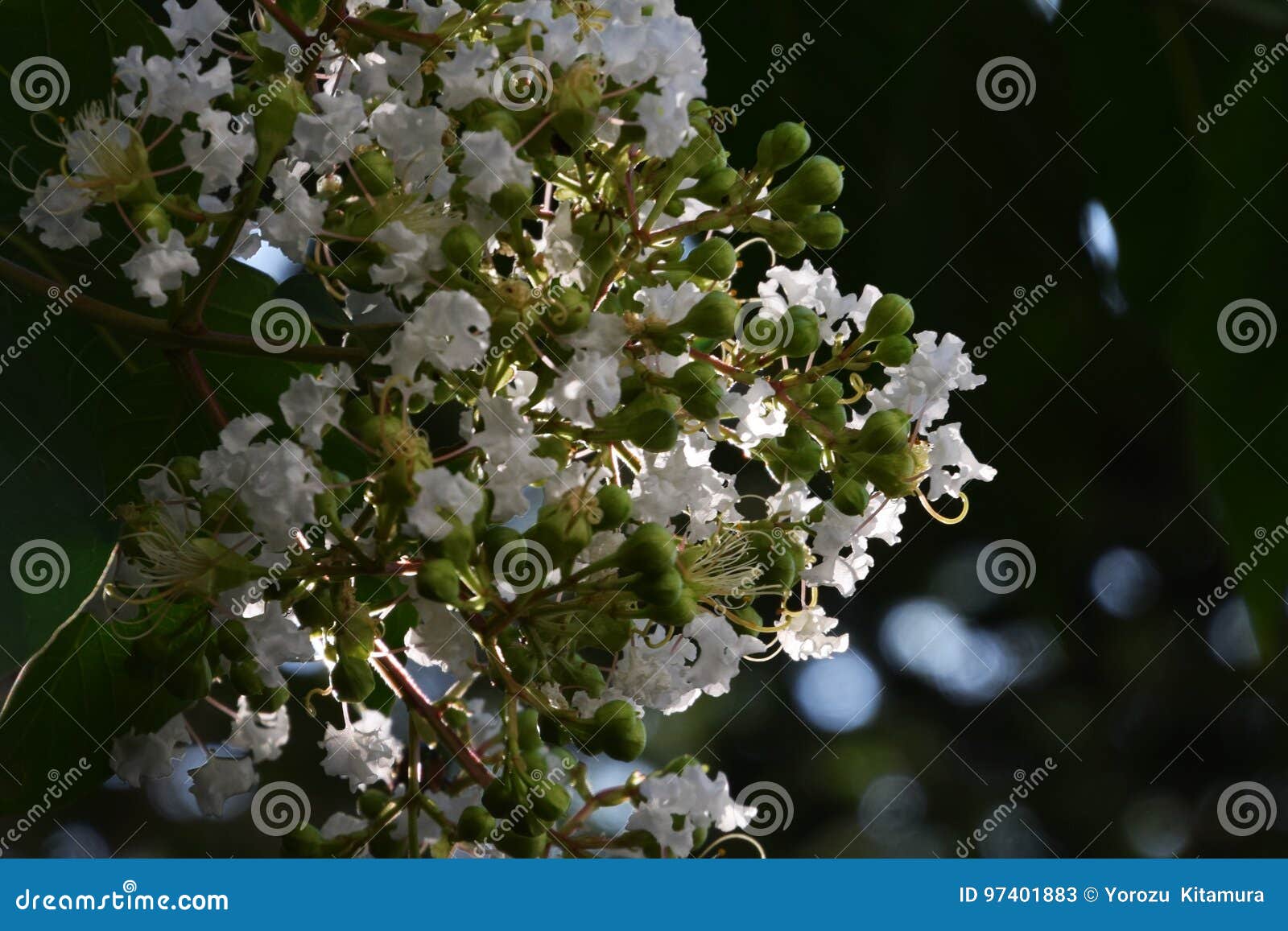 Arbol de Jupiter imagen de archivo. Imagen de estacional - 97401883