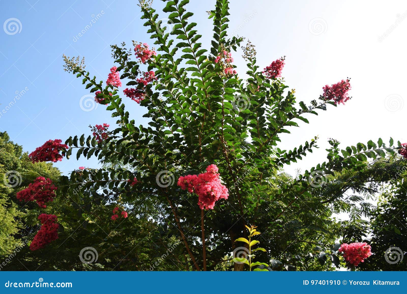Arbol de Jupiter foto de archivo. Imagen de mirtos, paisaje - 97401910