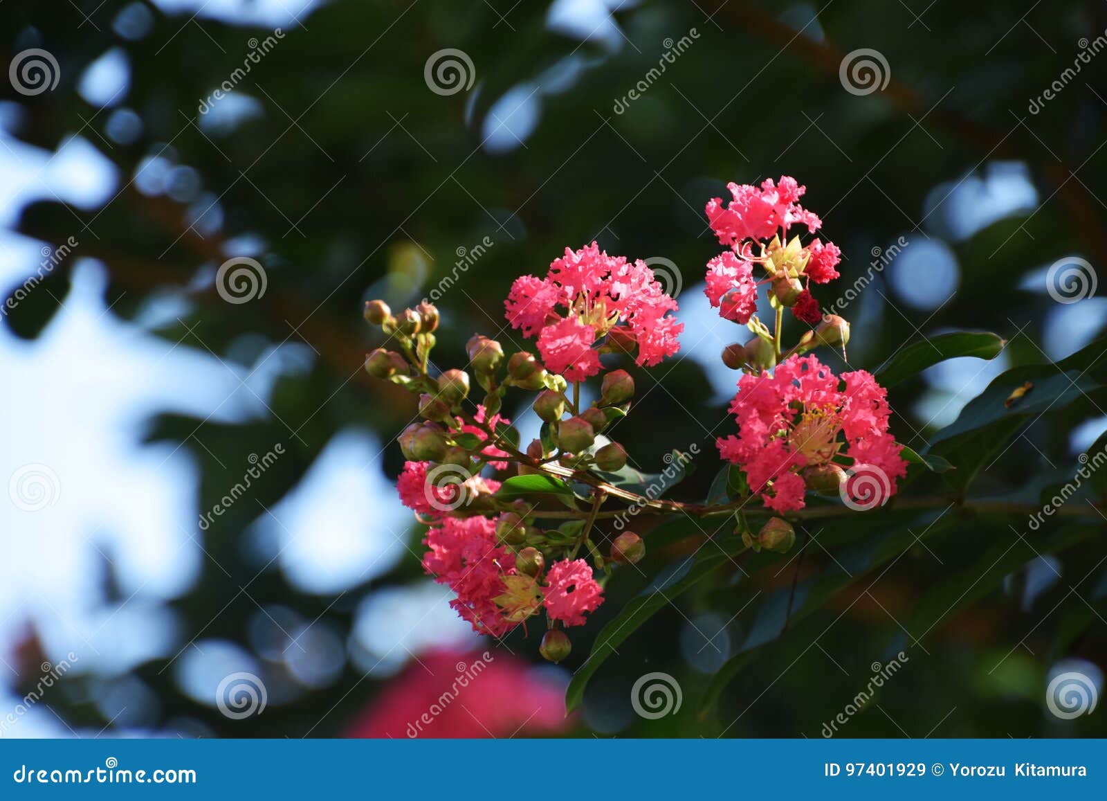 Arbol de Jupiter imagen de archivo. Imagen de rojo, lugares - 97401929