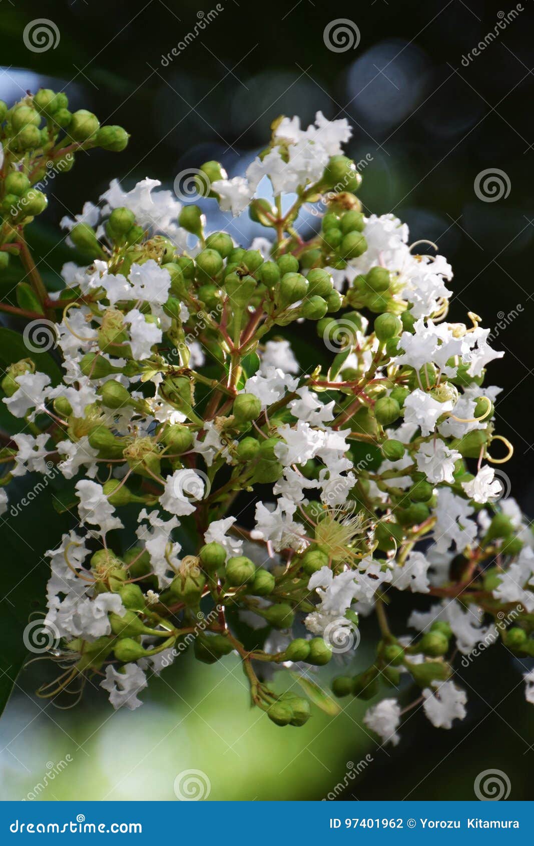 Arbol de Jupiter foto de archivo. Imagen de vibrante - 97401962