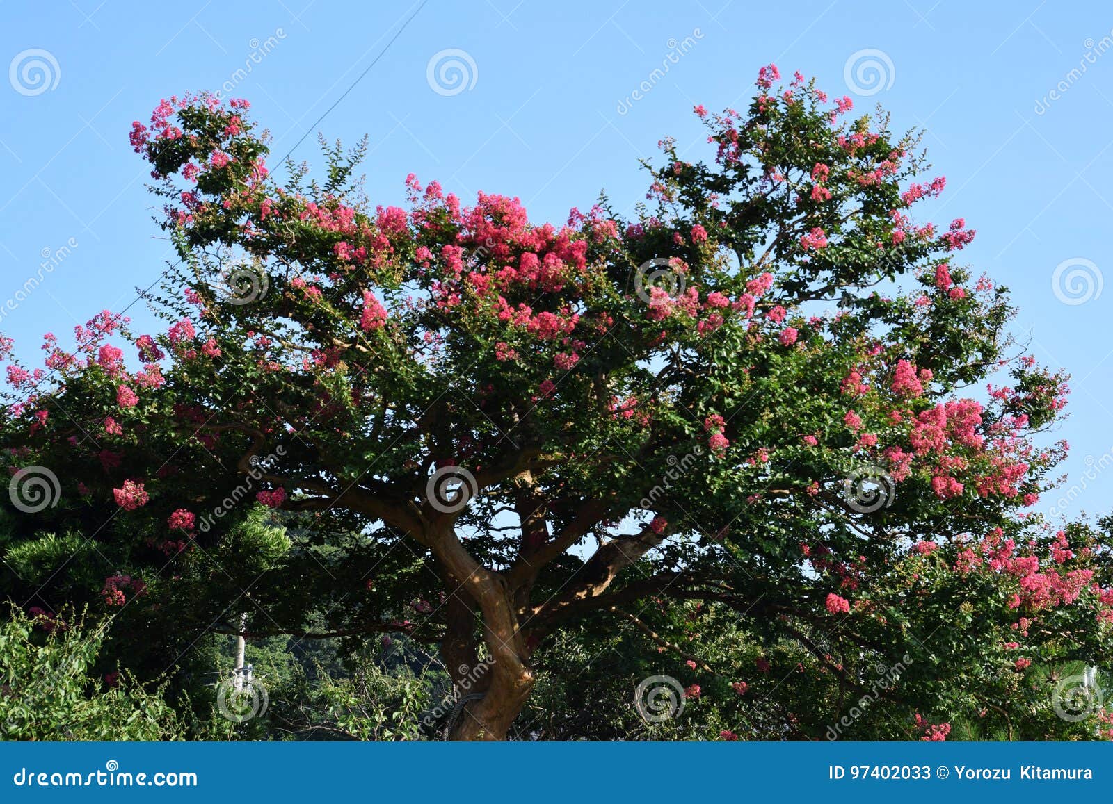 Arbol de Jupiter imagen de archivo. Imagen de asia, azul - 97402033