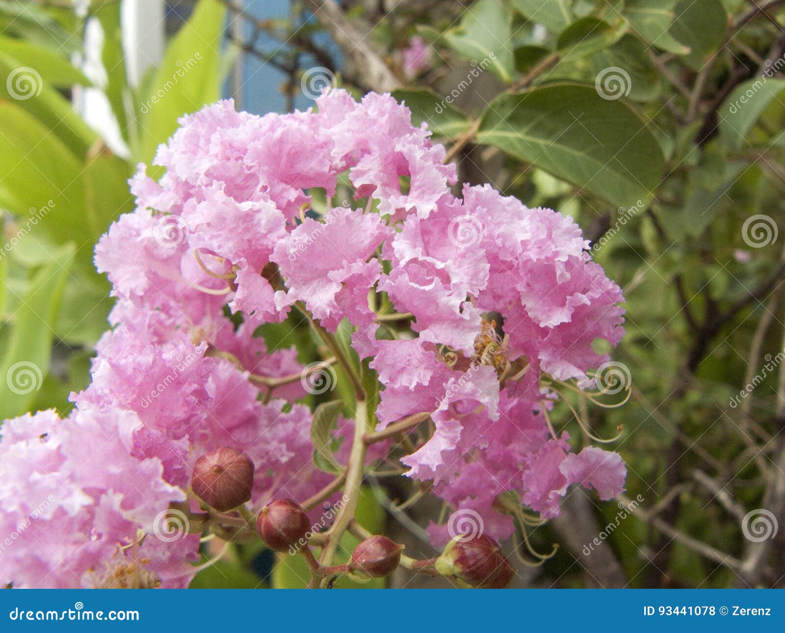 Arbol De Jupiter Rosado De La Flor, Foto de archivo - Imagen de floral ...