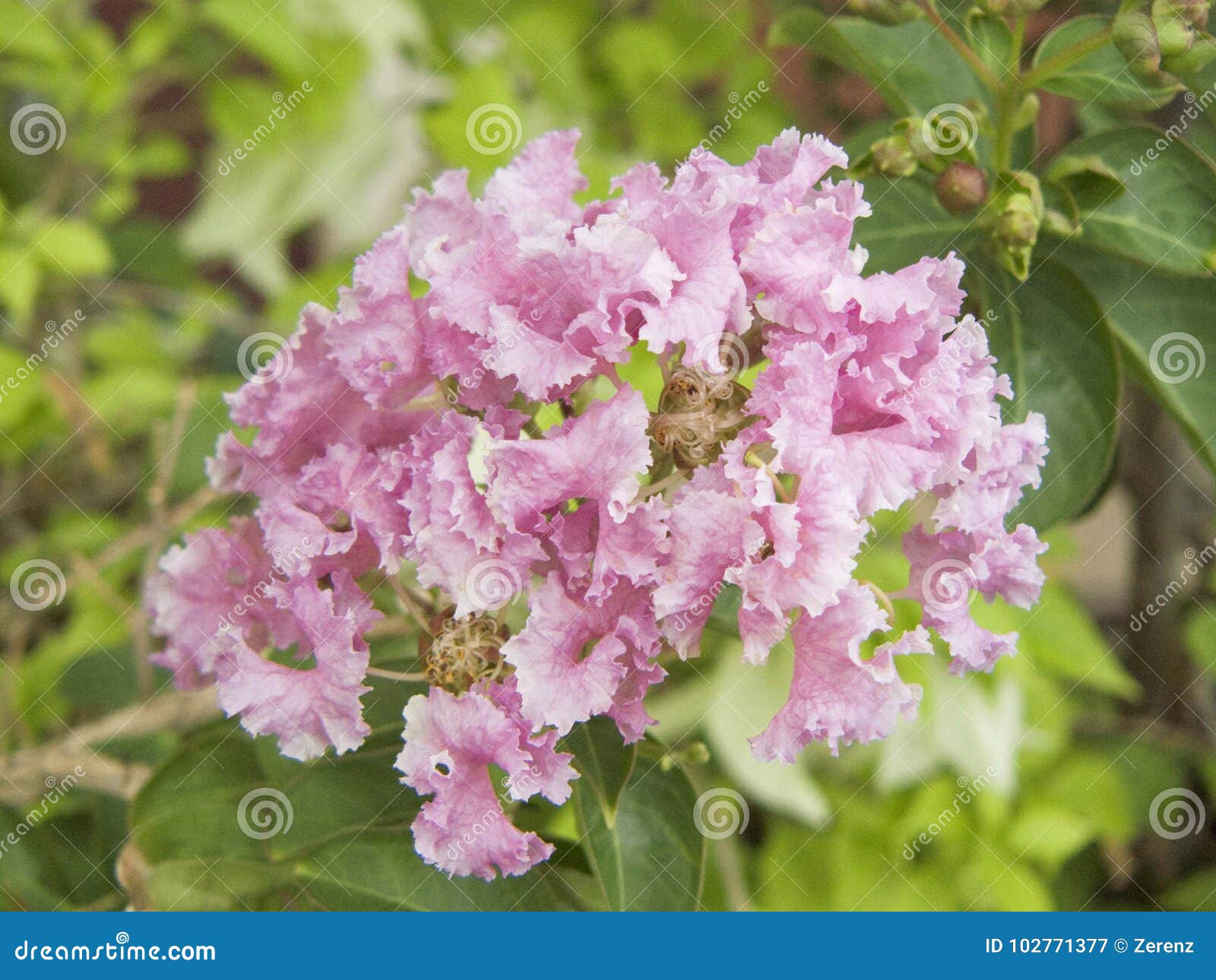 Arbol De Jupiter Rosado De La Flor Imagen de archivo - Imagen de primer ...