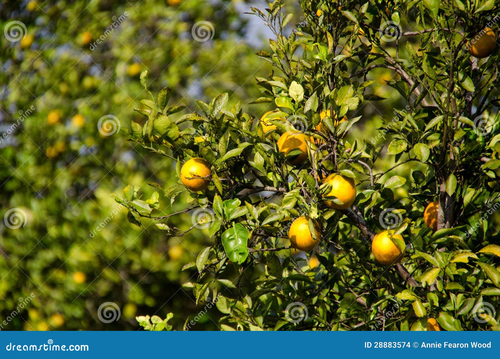 Arboleda De La Naranja De La Florida Foto de archivo - Imagen de ...