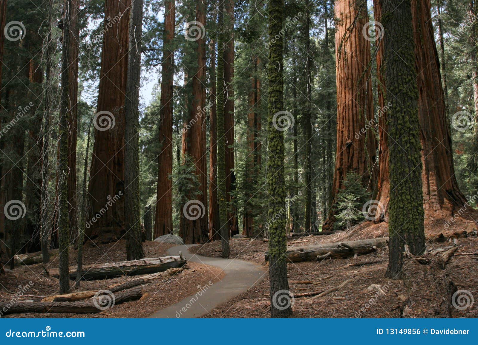 Arboleda de la secoya foto de archivo. Imagen de alza - 13149856