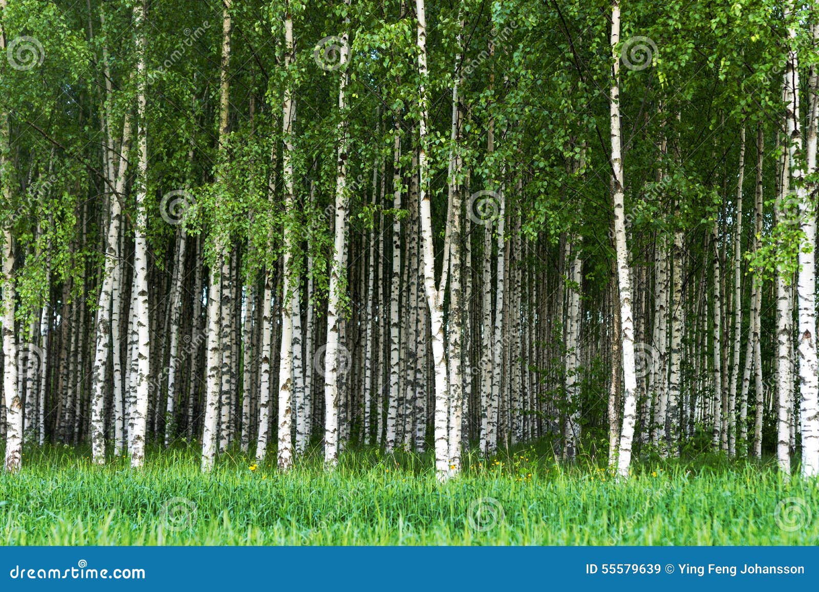 Arboleda De Los árboles De Abedul Imagen de archivo - Imagen de hermoso ...