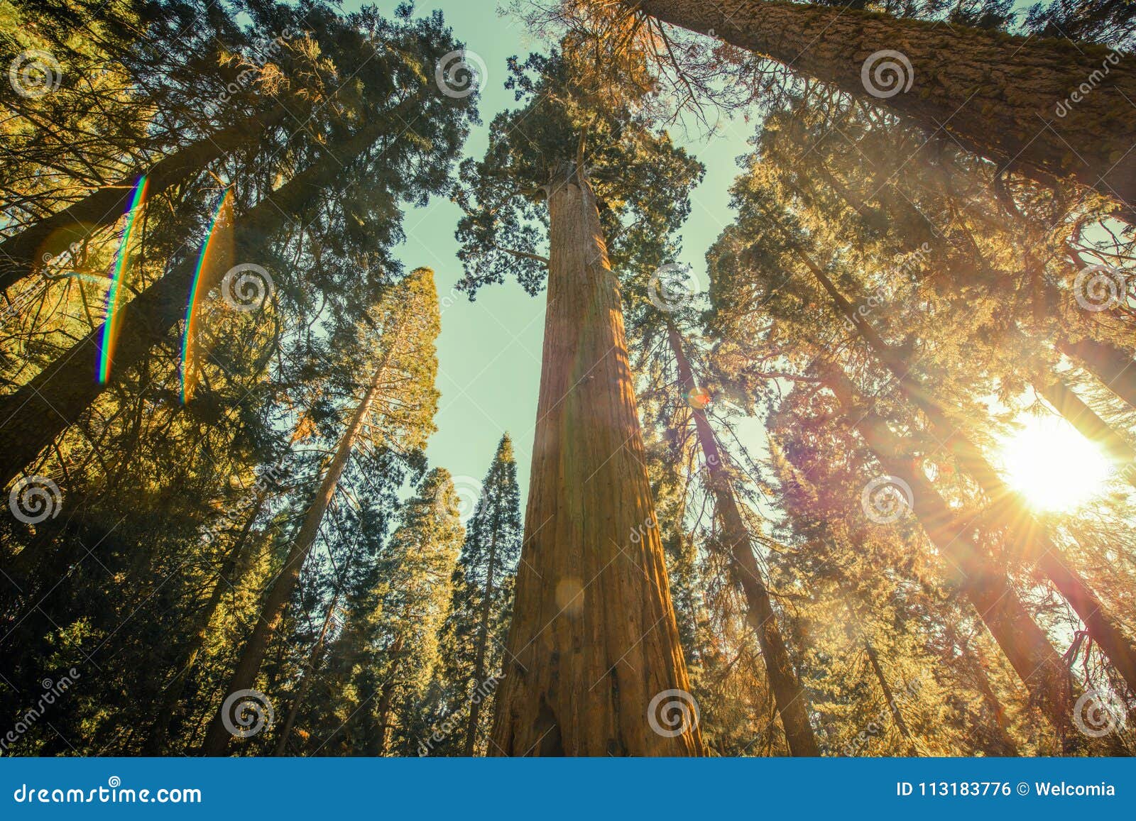 Arboleda Del Parque Nacional De Secoya Foto de archivo - Imagen de ...
