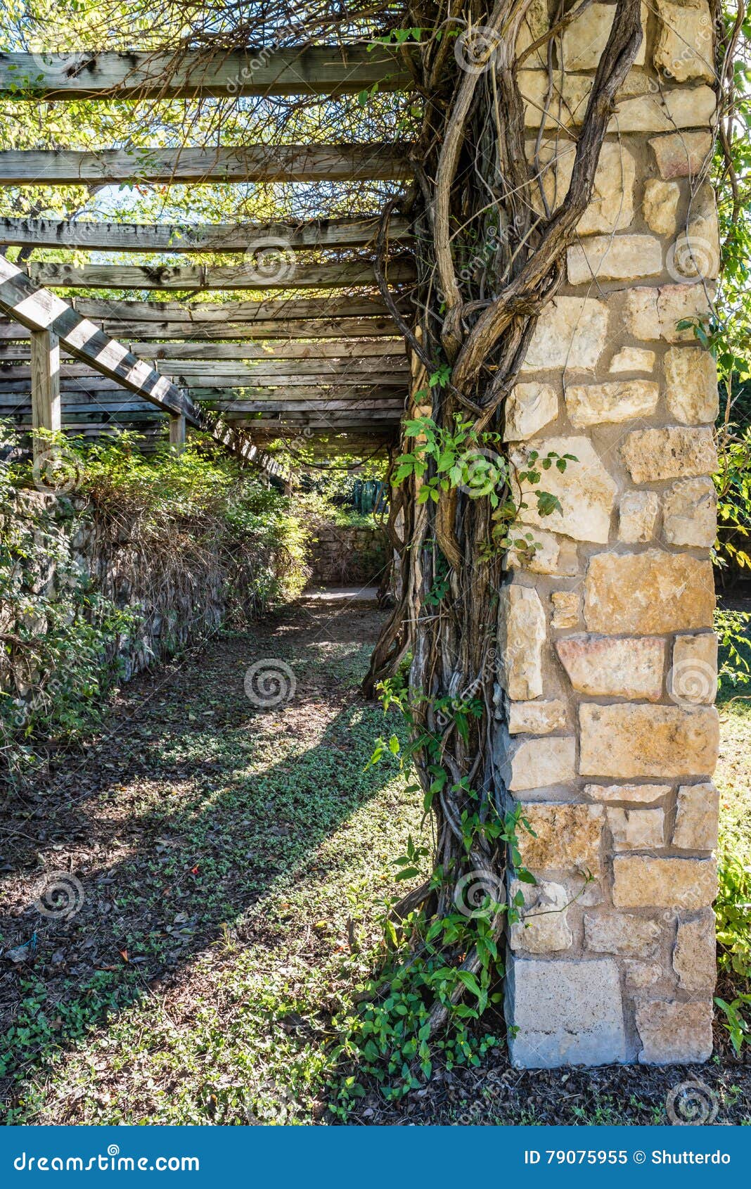 Arbor Covered Pathway with Vines Stock Image - Image of trellis, tunnel ...