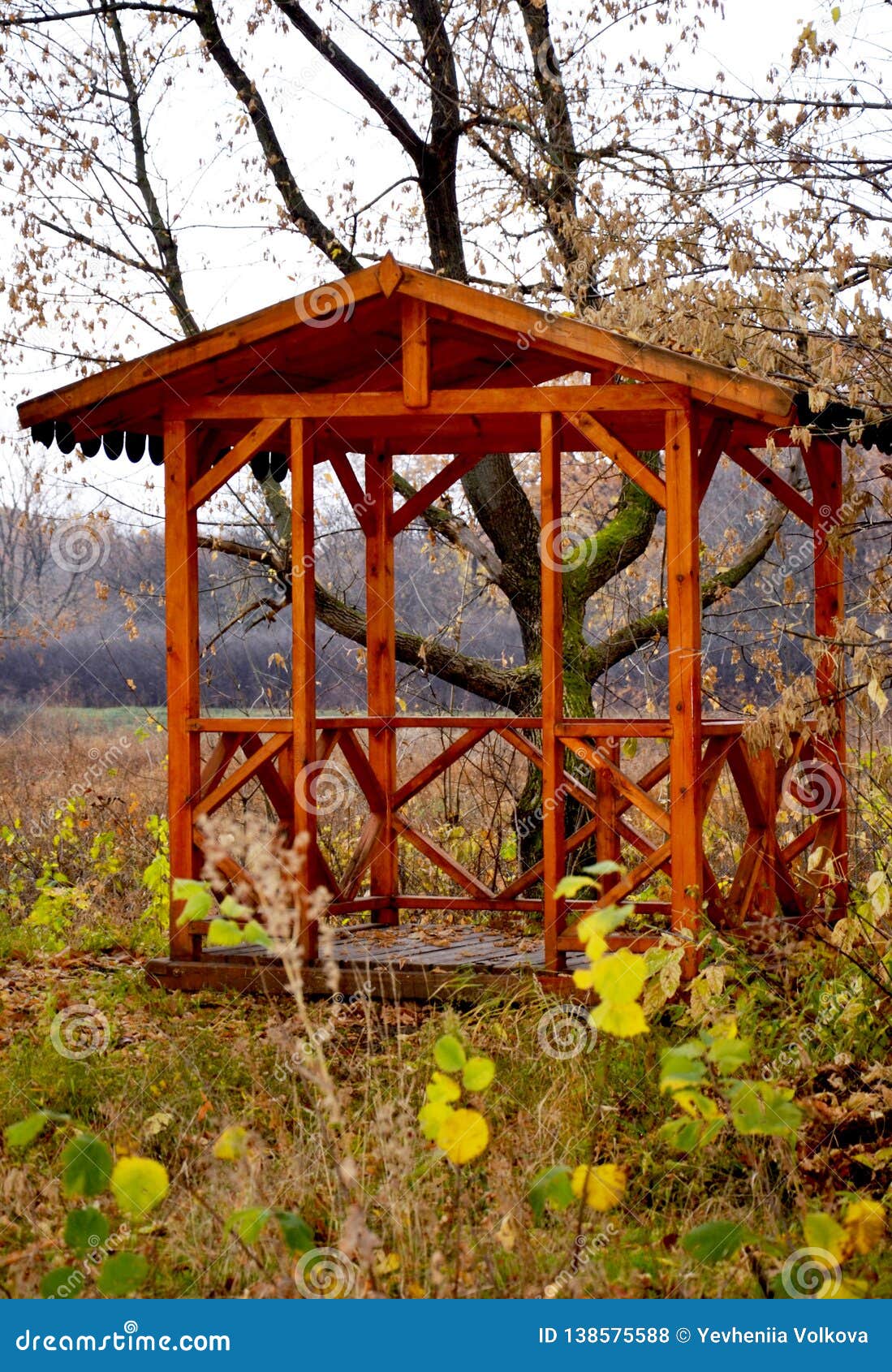 Arbor in a forest stock photo. Image of bright, botany - 138575588