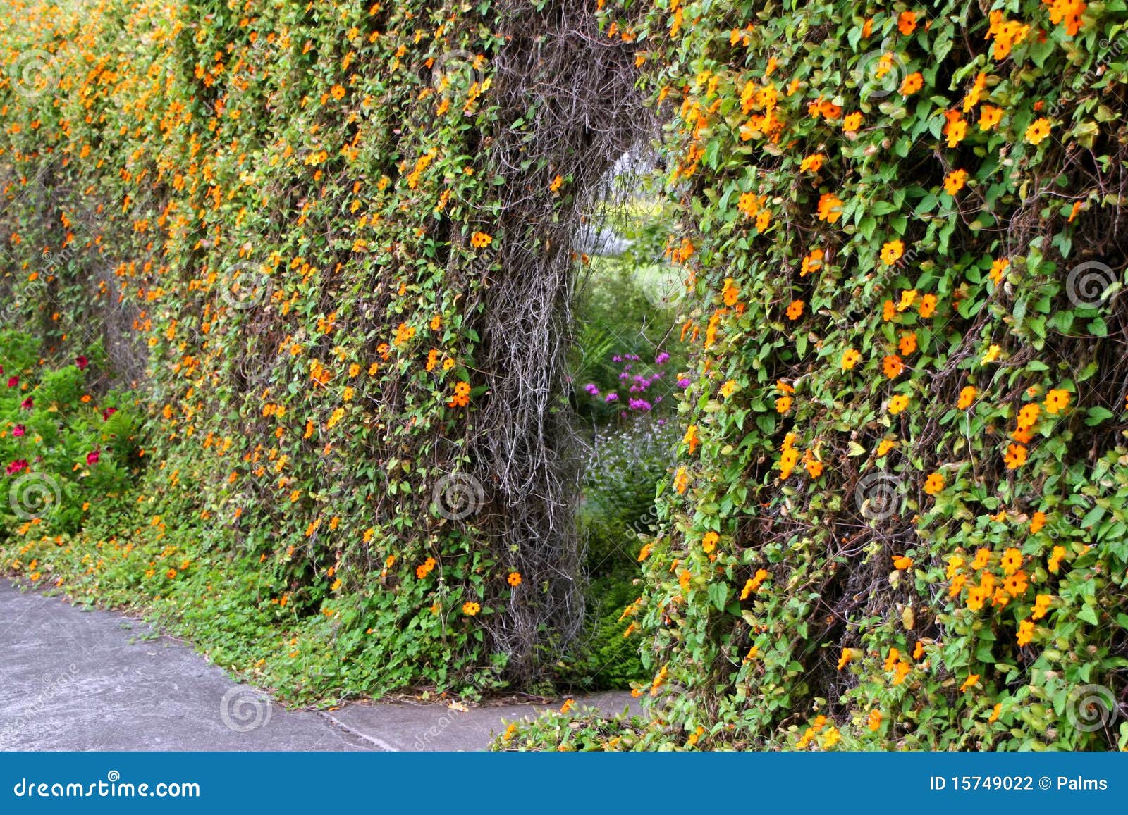 Arbor Hedge stock photo. Image of passage, shrub, hawaii - 15749022