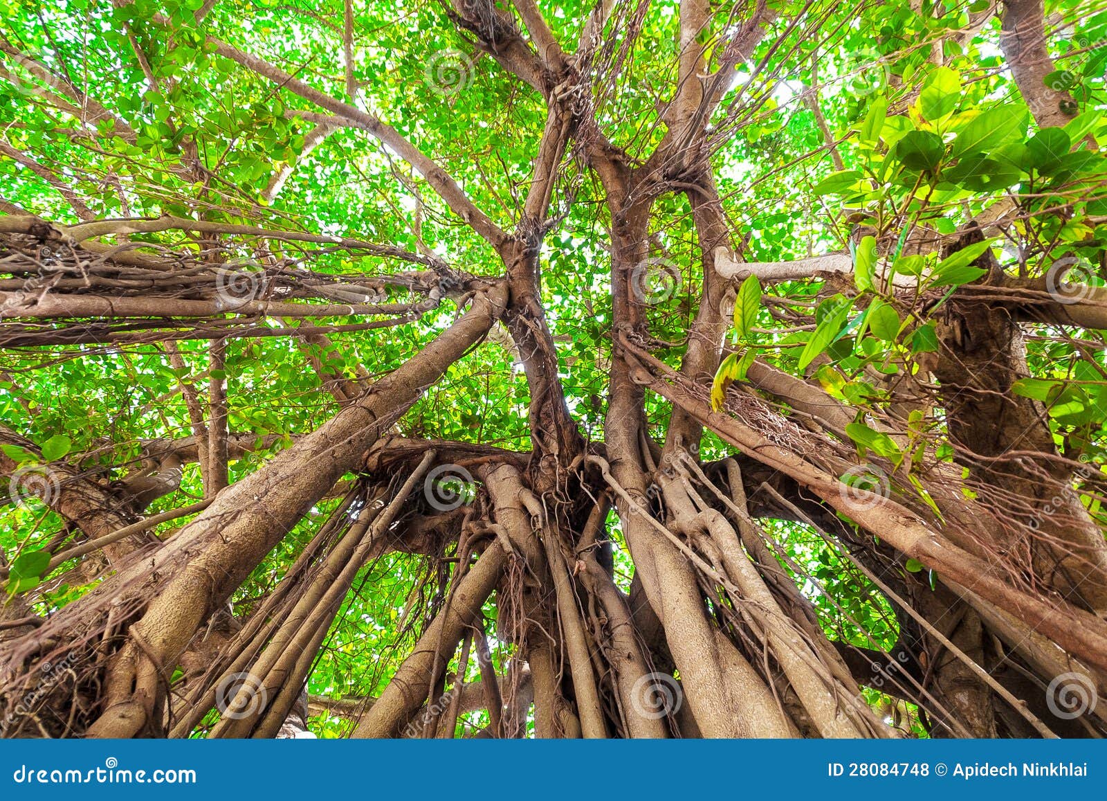Arbor of old banyan tree stock photo. Image of brown - 28084748
