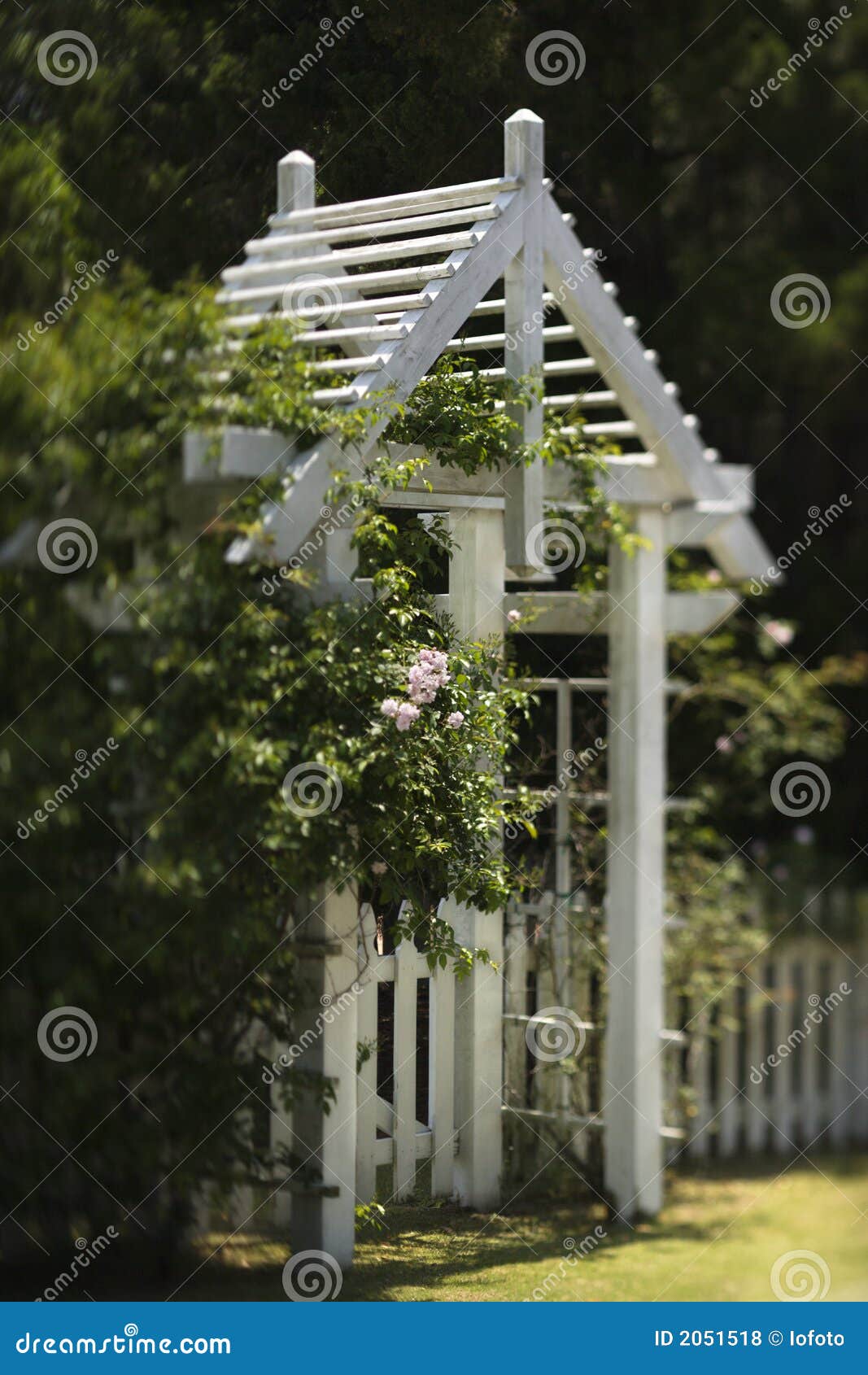 Arbor with rose bushes stock photo. Image of gate, outdoors - 2051518