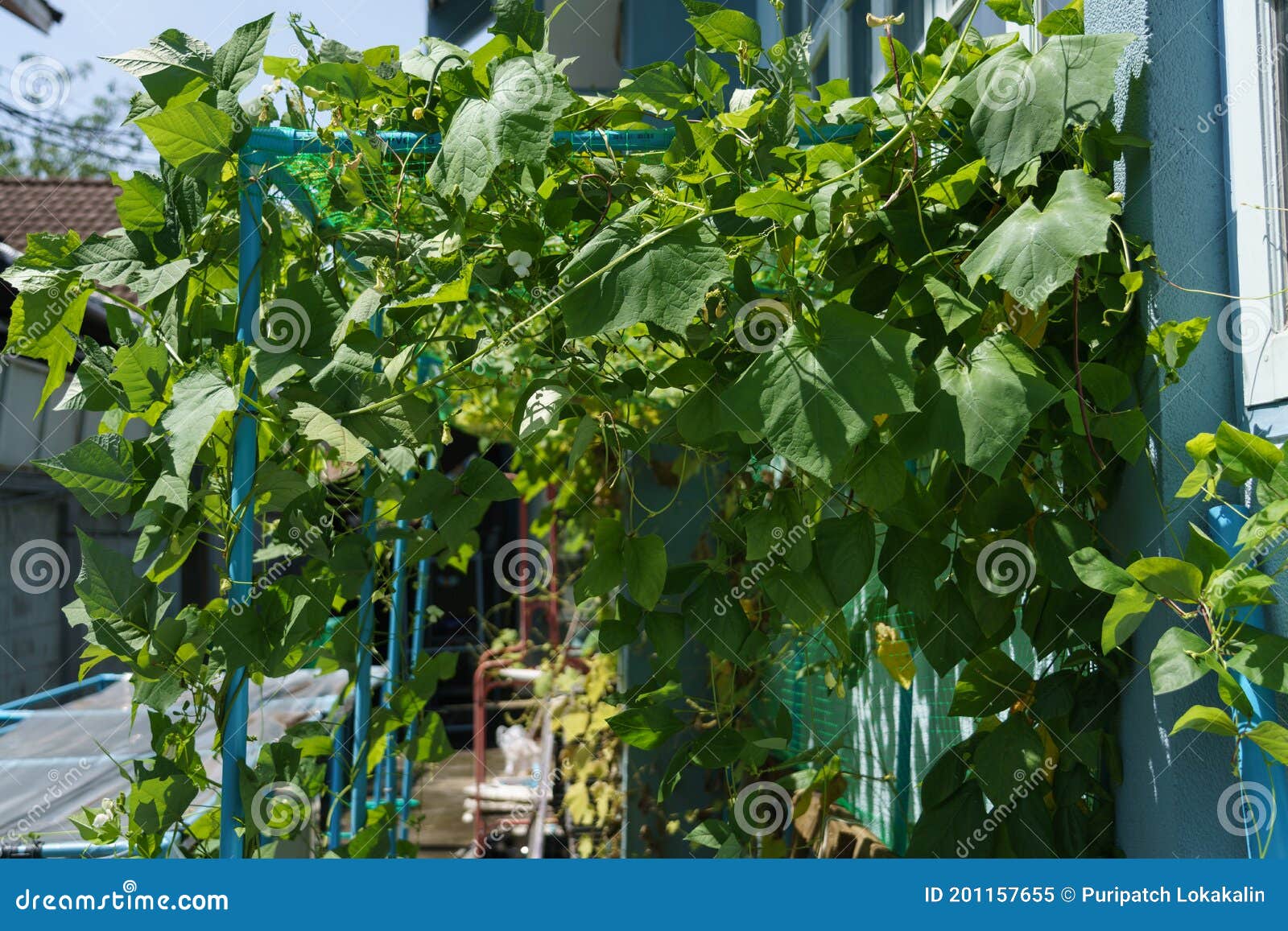 Winged bean tree arch stock image. Image of home, garden - 201157655