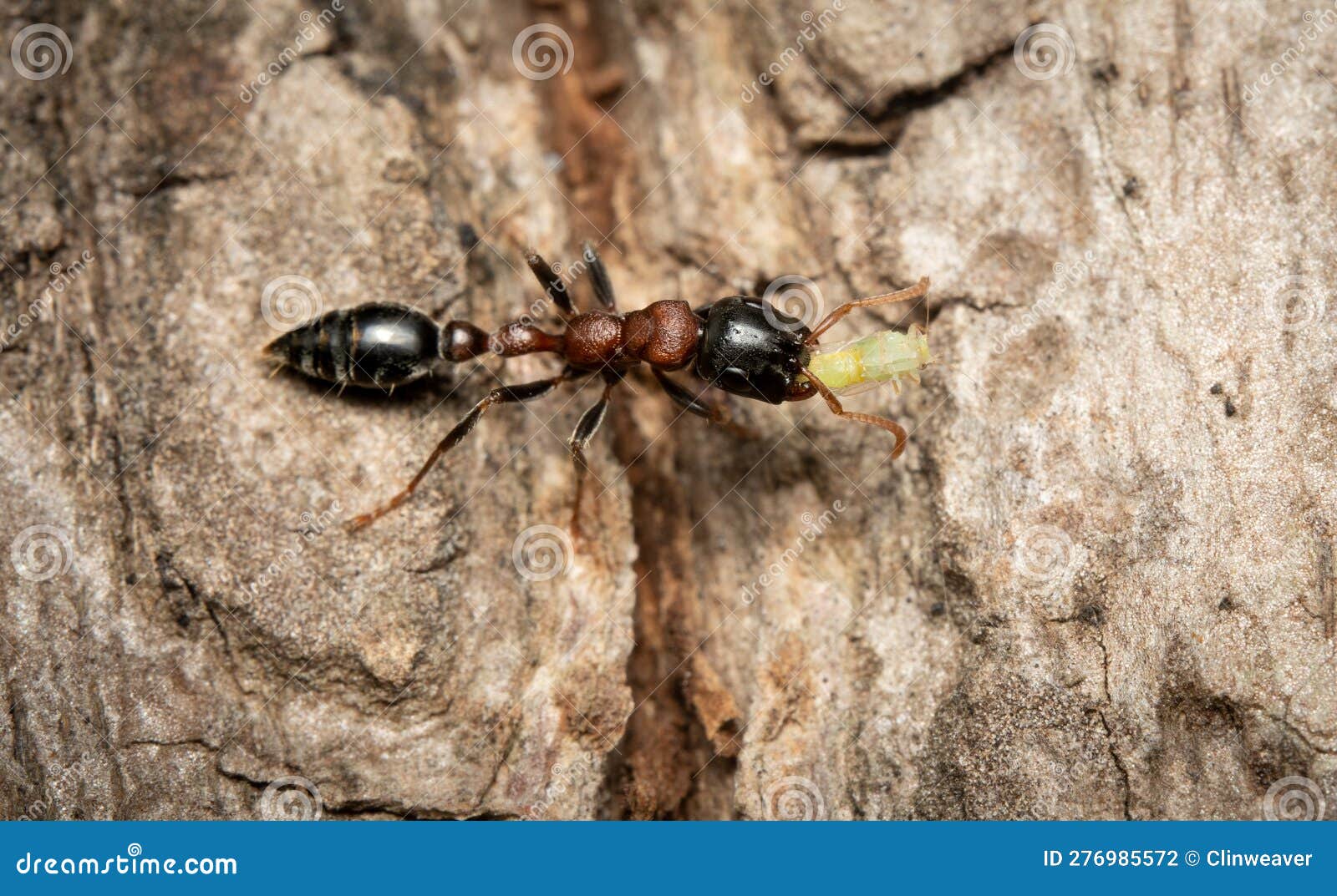 Arboreal Bicolored Slender Ant Stock Photo - Image of activity, ecology ...