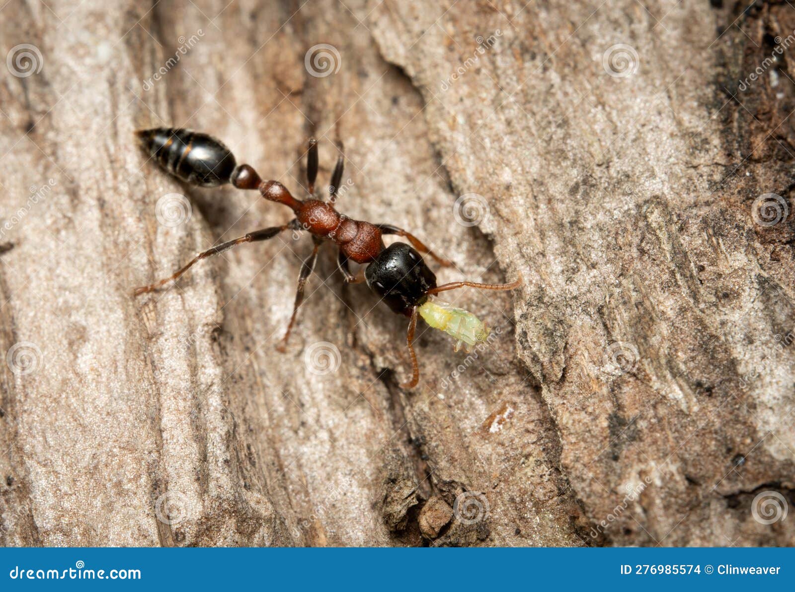Arboreal Bicolored Slender Ant Stock Photo - Image of nature, insects ...