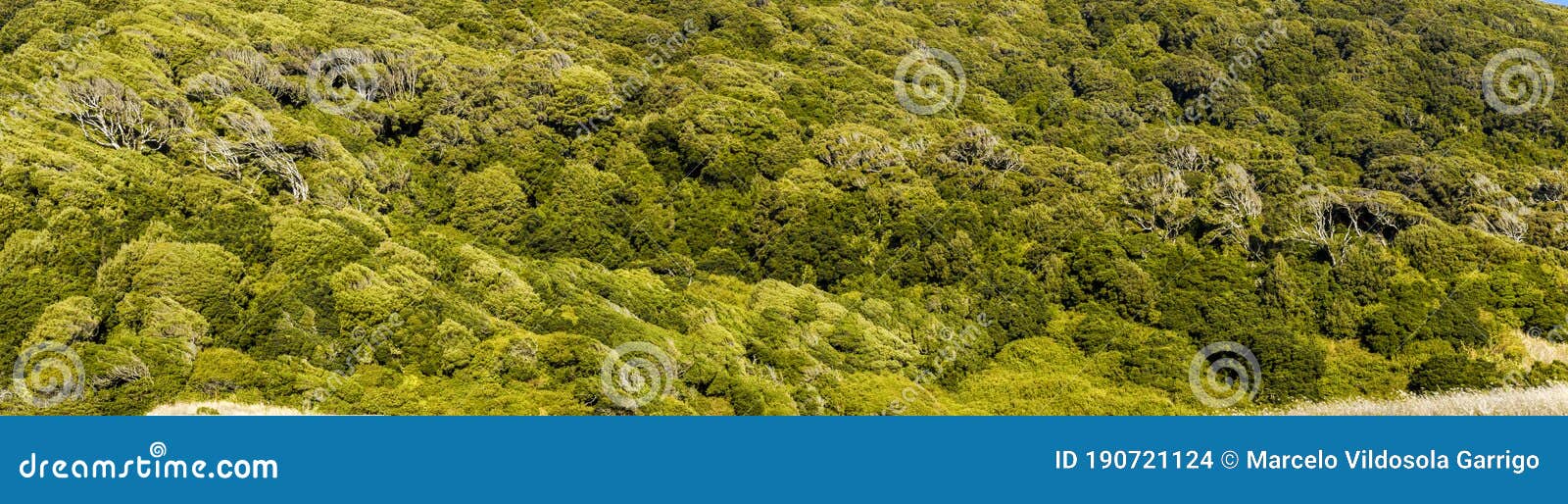 Arboreal Canopy of Native Trees Stock Photo - Image of urban, panoramic ...