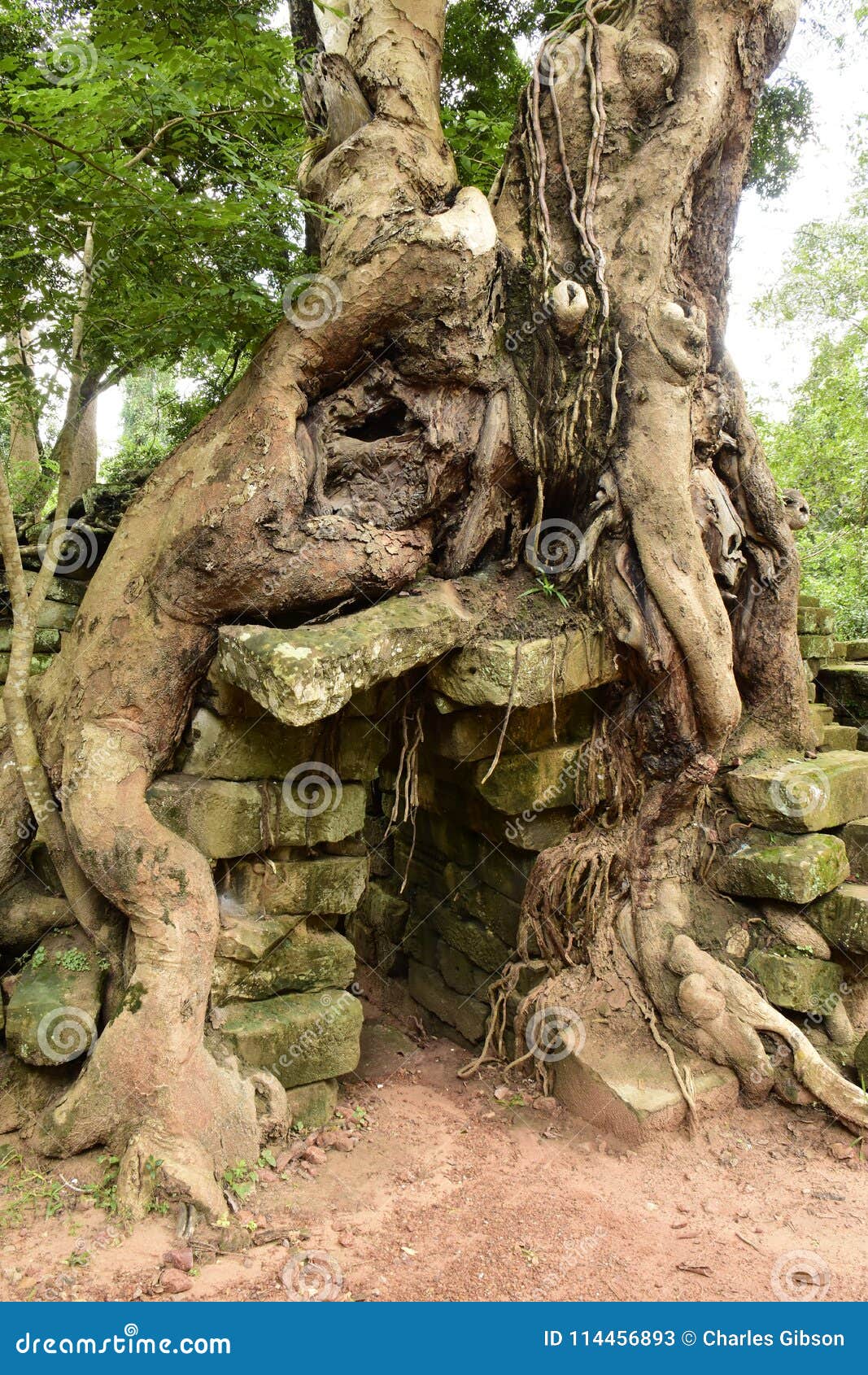 Arboreal root system stock image. Image of trunk, bark - 114456893