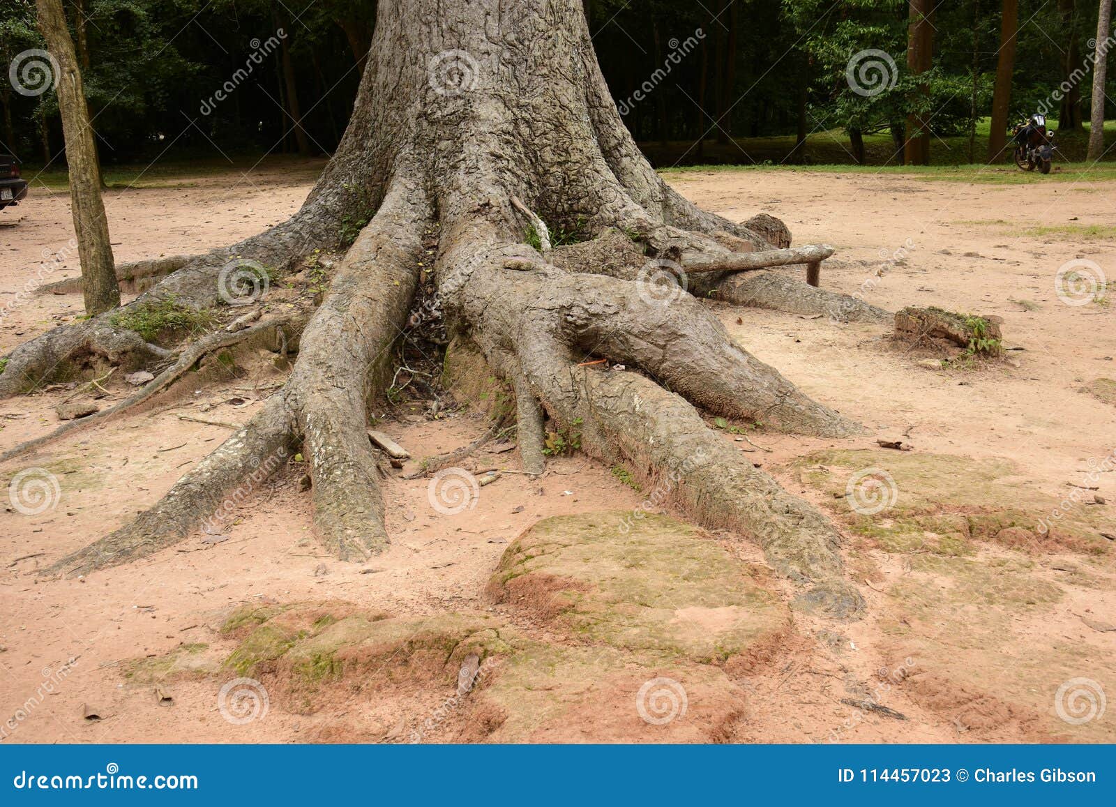 Arboreal root system stock image. Image of arboreal - 114457023