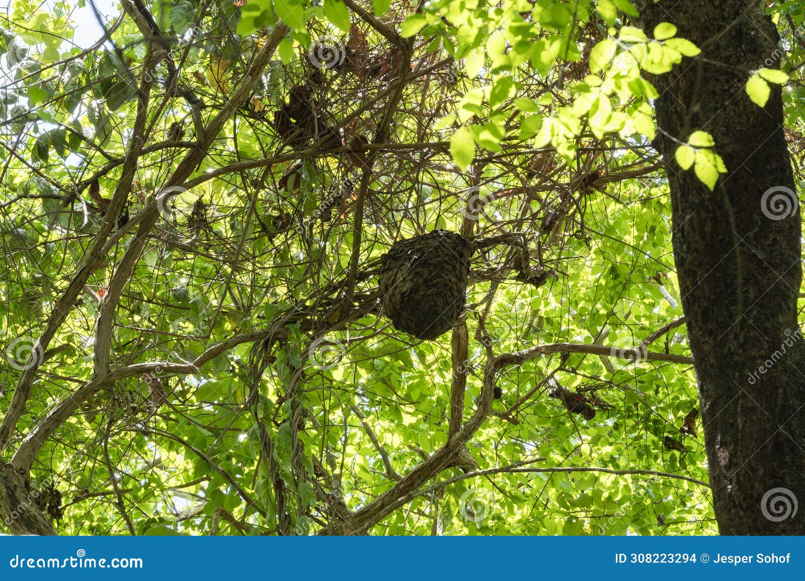 Arboreal Termite Nest On Tree Trunk, Australian Nature Stock Photo ...