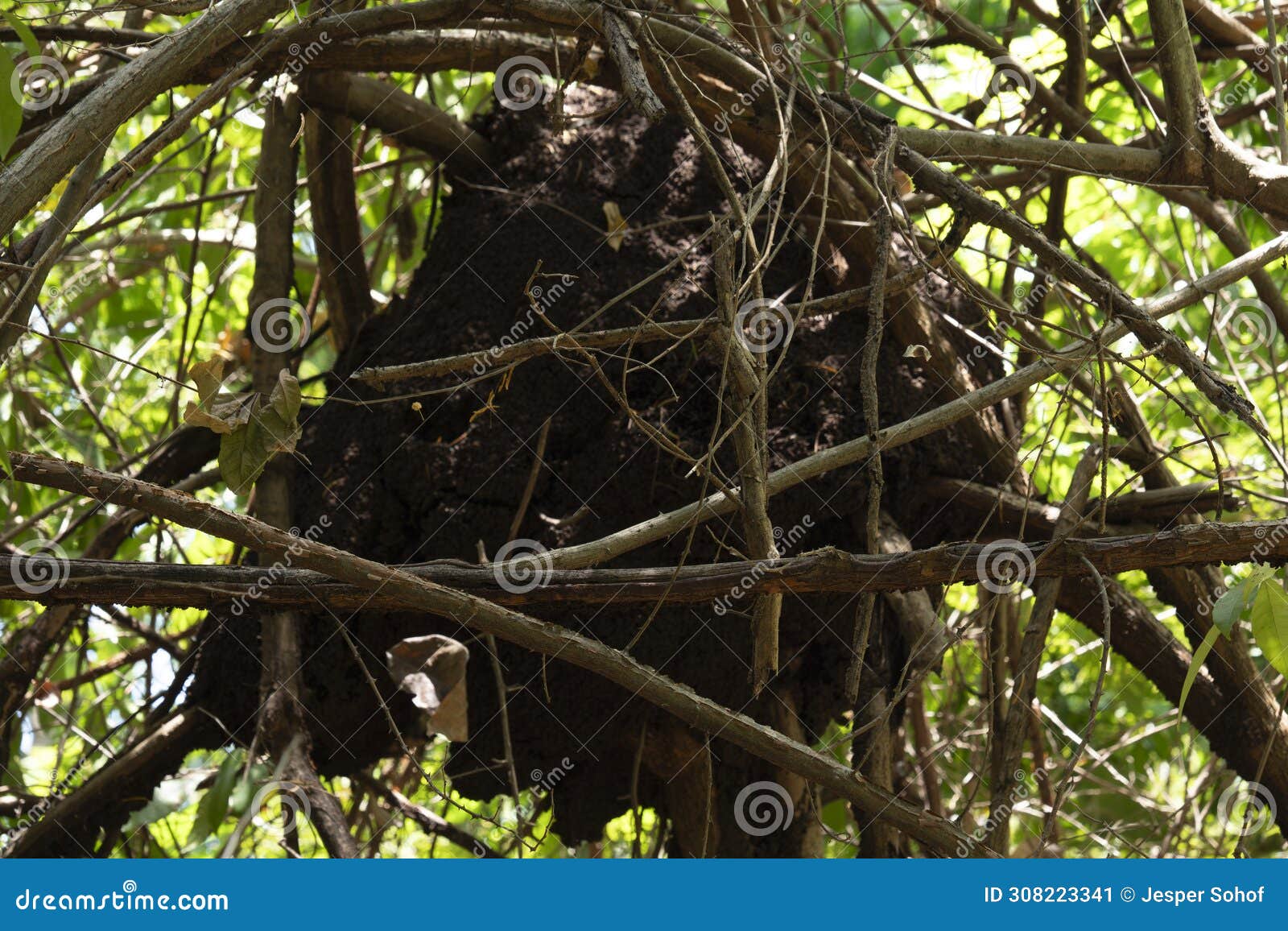 Arboreal Termite Nest On Tree Trunk, Australian Nature Stock Photo ...