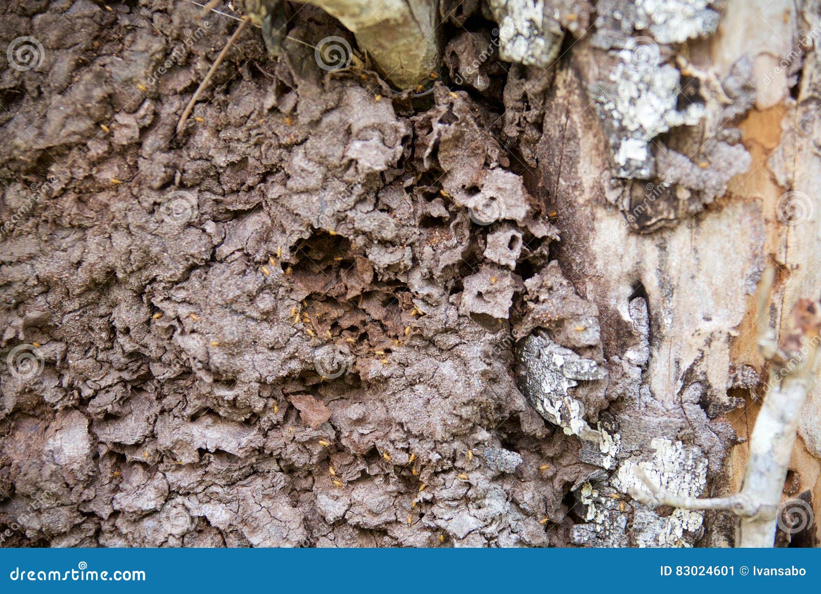 Arboreal termite nest stock image. Image of tropical - 83024601