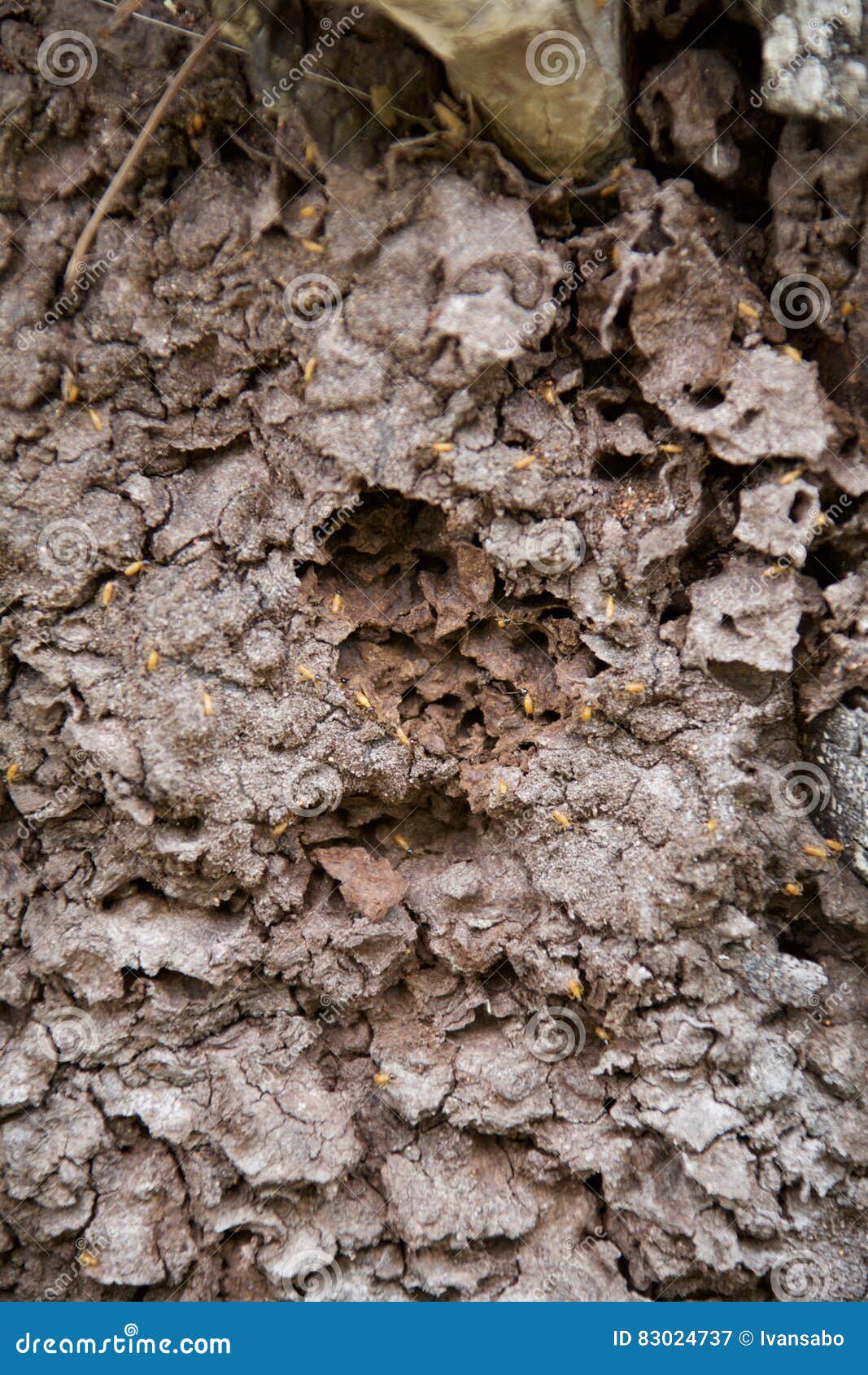 Arboreal termite nest stock image. Image of wildlife - 83024737