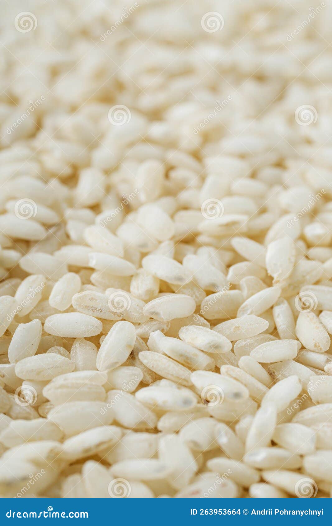 Arborio Rice for Risotto on a White Acrylic Background Stock Photo ...