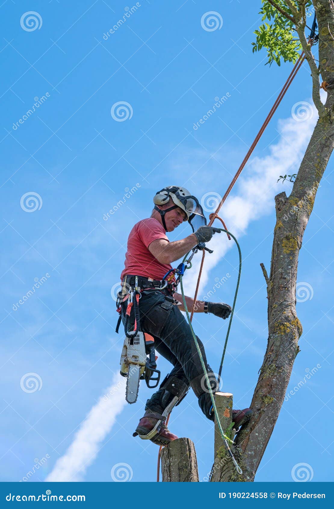 Arborist Adjusting Safety Ropes Up a Tree Stock Photo - Image of ...
