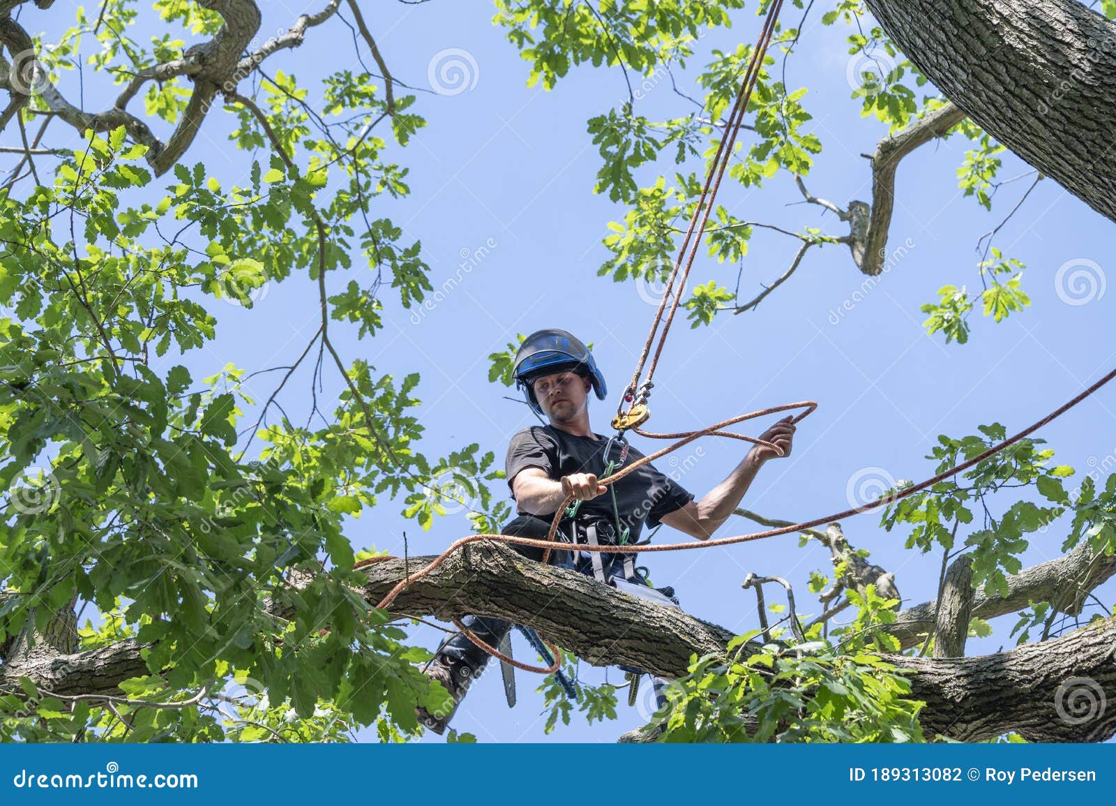 Arborist Adjusts His Safety Ropes Stock Photo - Image of outdoors ...