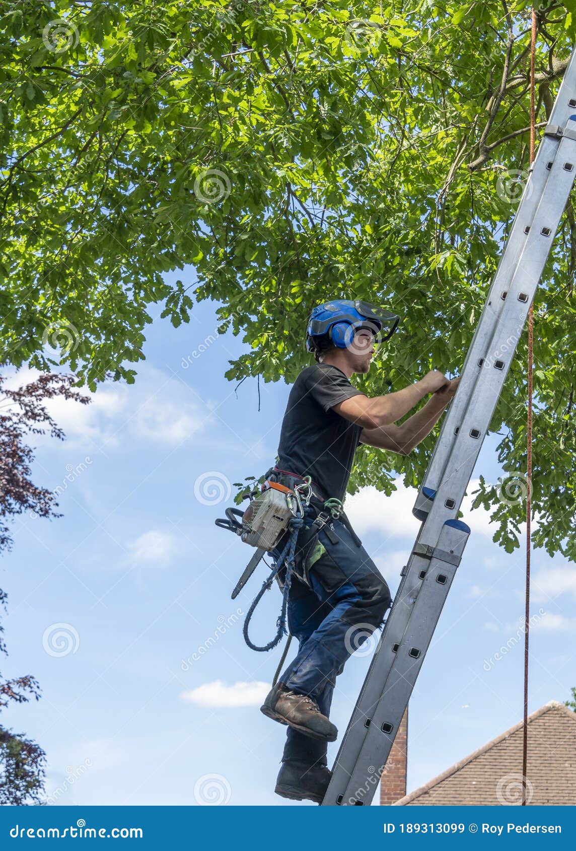 Arborist Climbing a Ladder Up a Tree Stock Image - Image of male ...