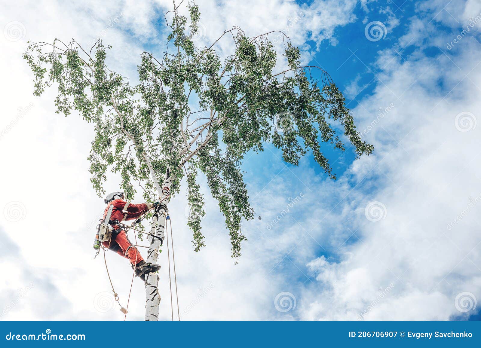 An Arborist Cuts Branches on a Tree with a Chainsaw, Secured with ...