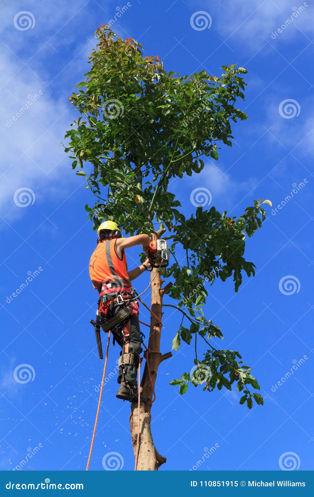 An Arborist Cutting Down An Avocado Tree With A Chainsaw Editorial Image Image Of Orange Tree