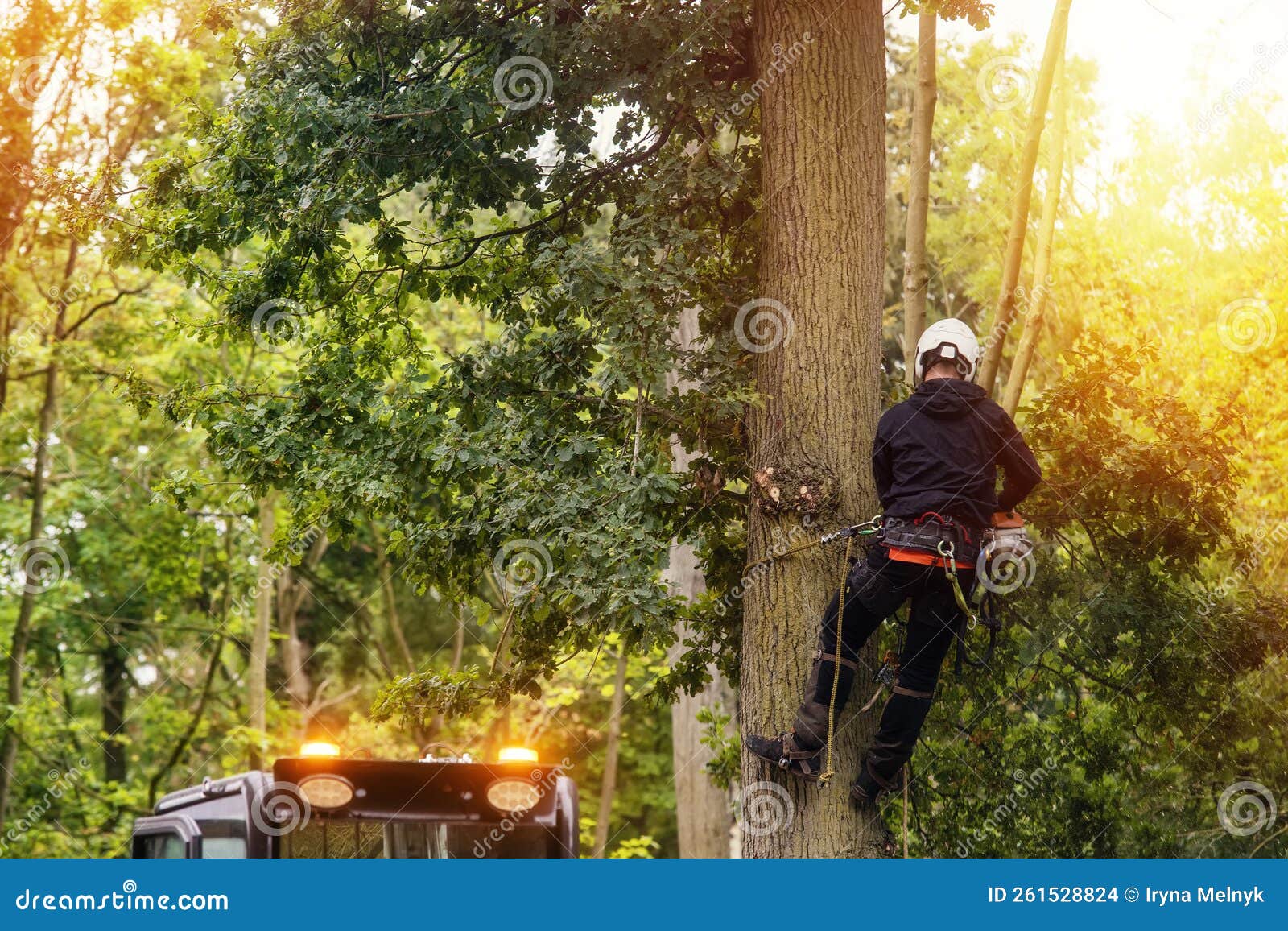 Arborist Man Cutting A Branches With Chainsaw And Throw On A Ground ...