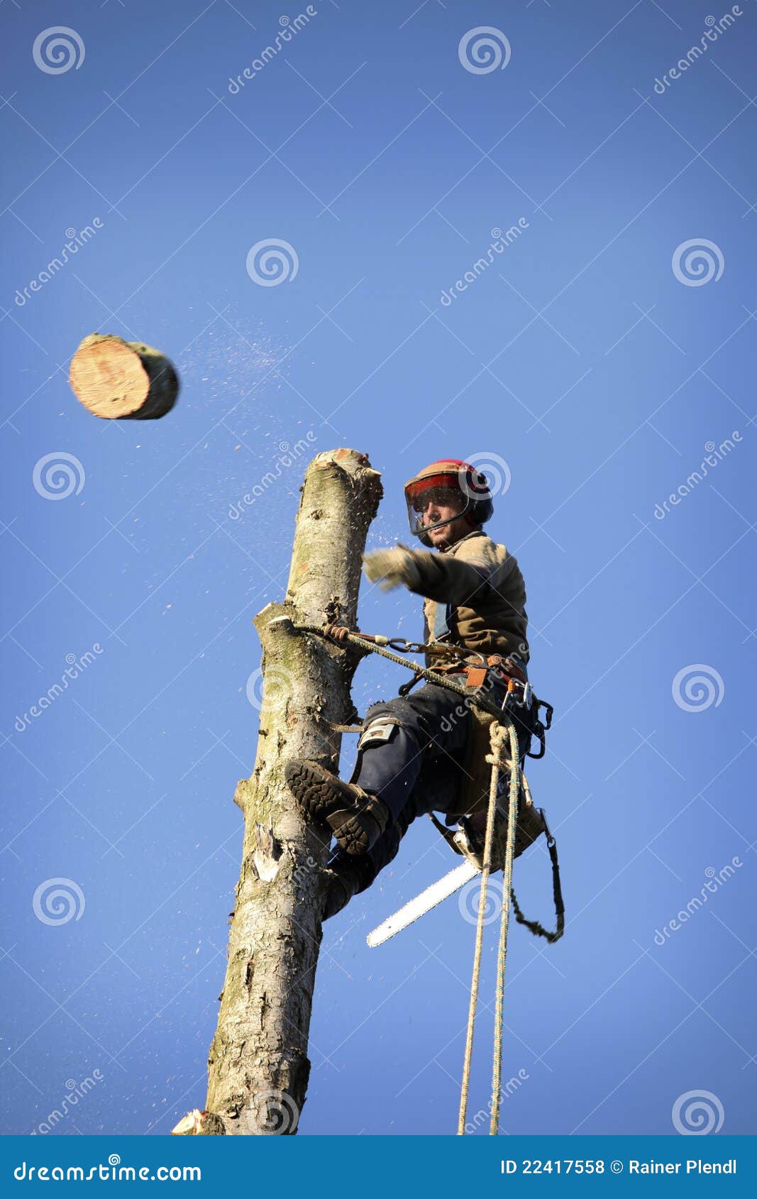Arborist cutting tree stock photo. Image of chain, forestry - 22417558