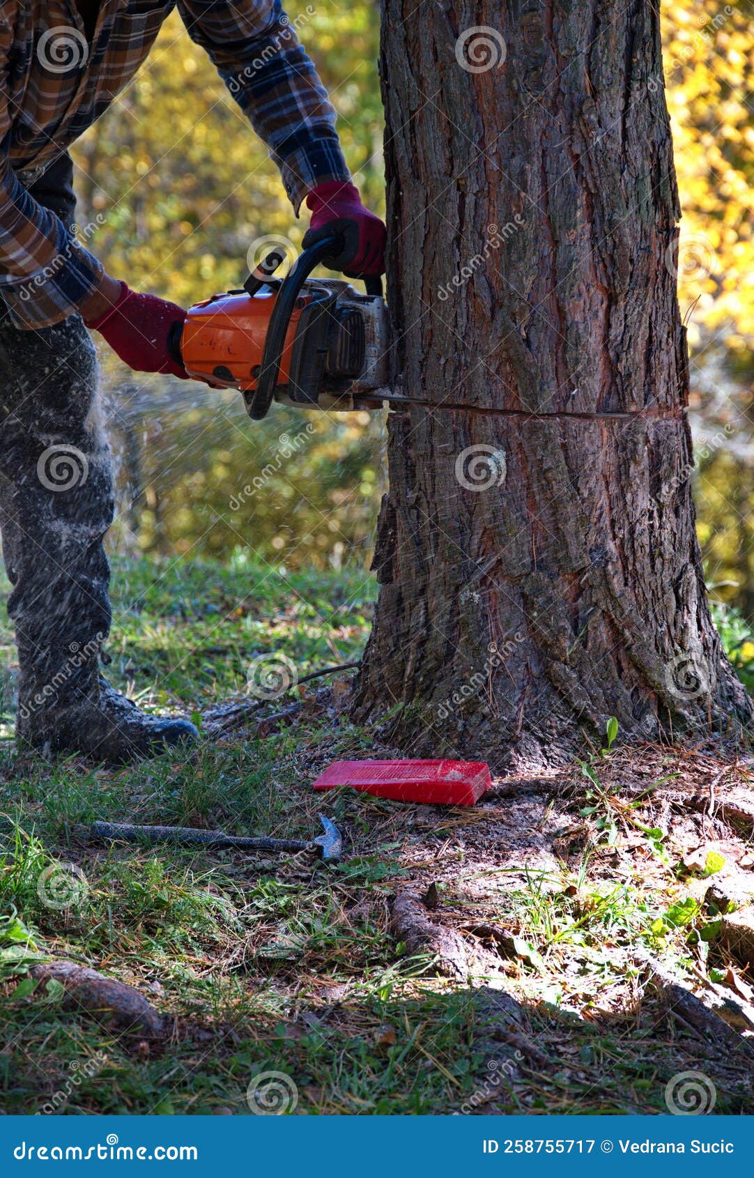 Arborist cutting a tree stock image. Image of nature - 258755717