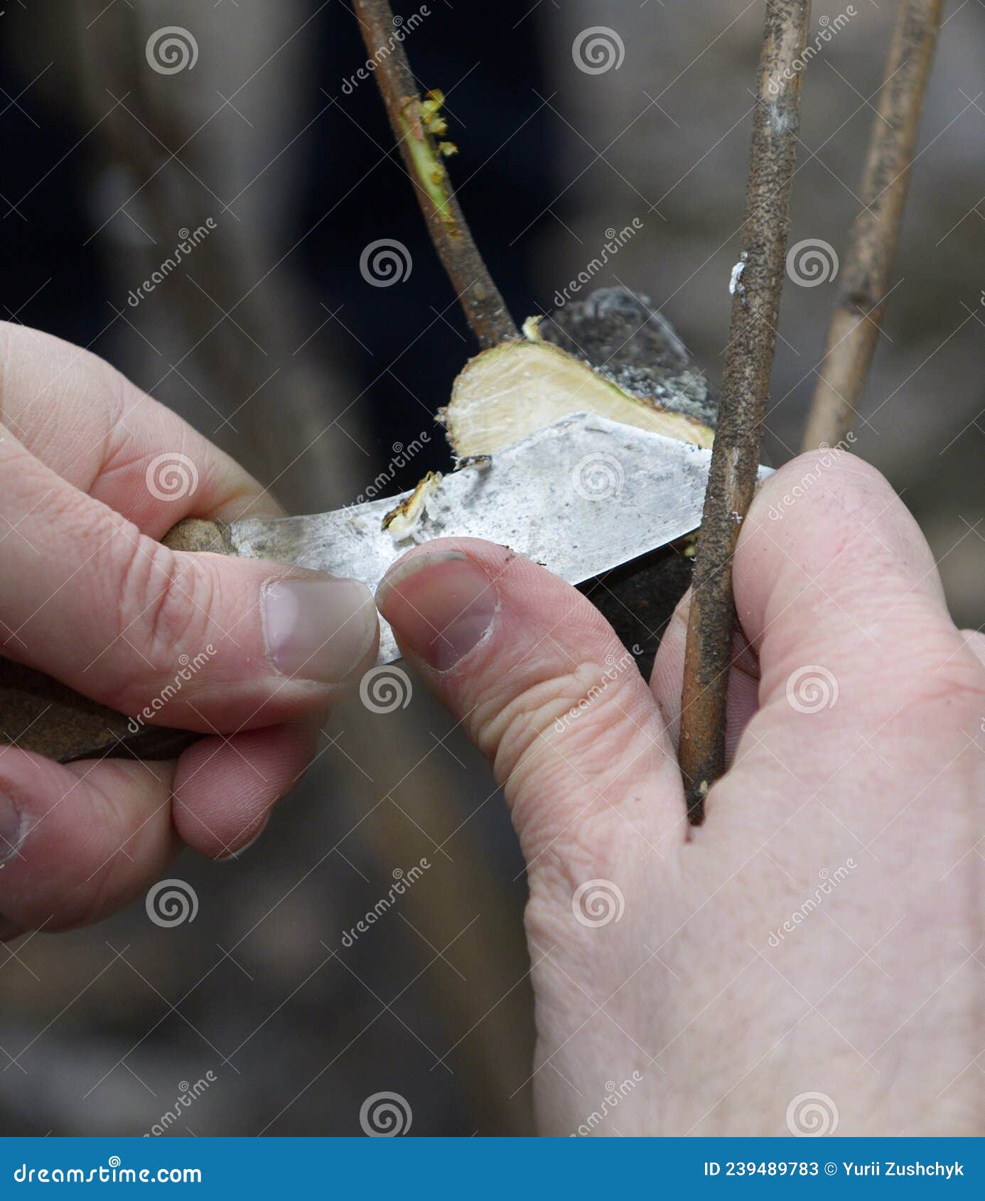 Arborist Hands Pruning Tree with a Knife Stock Image - Image of ...